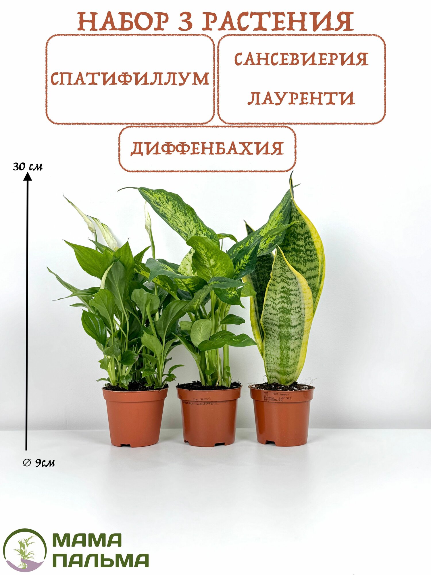 Набор 3 растения Спатифиллум Сансевиерия Лауренти Диффенбахия в горшке D9 (живые растения)