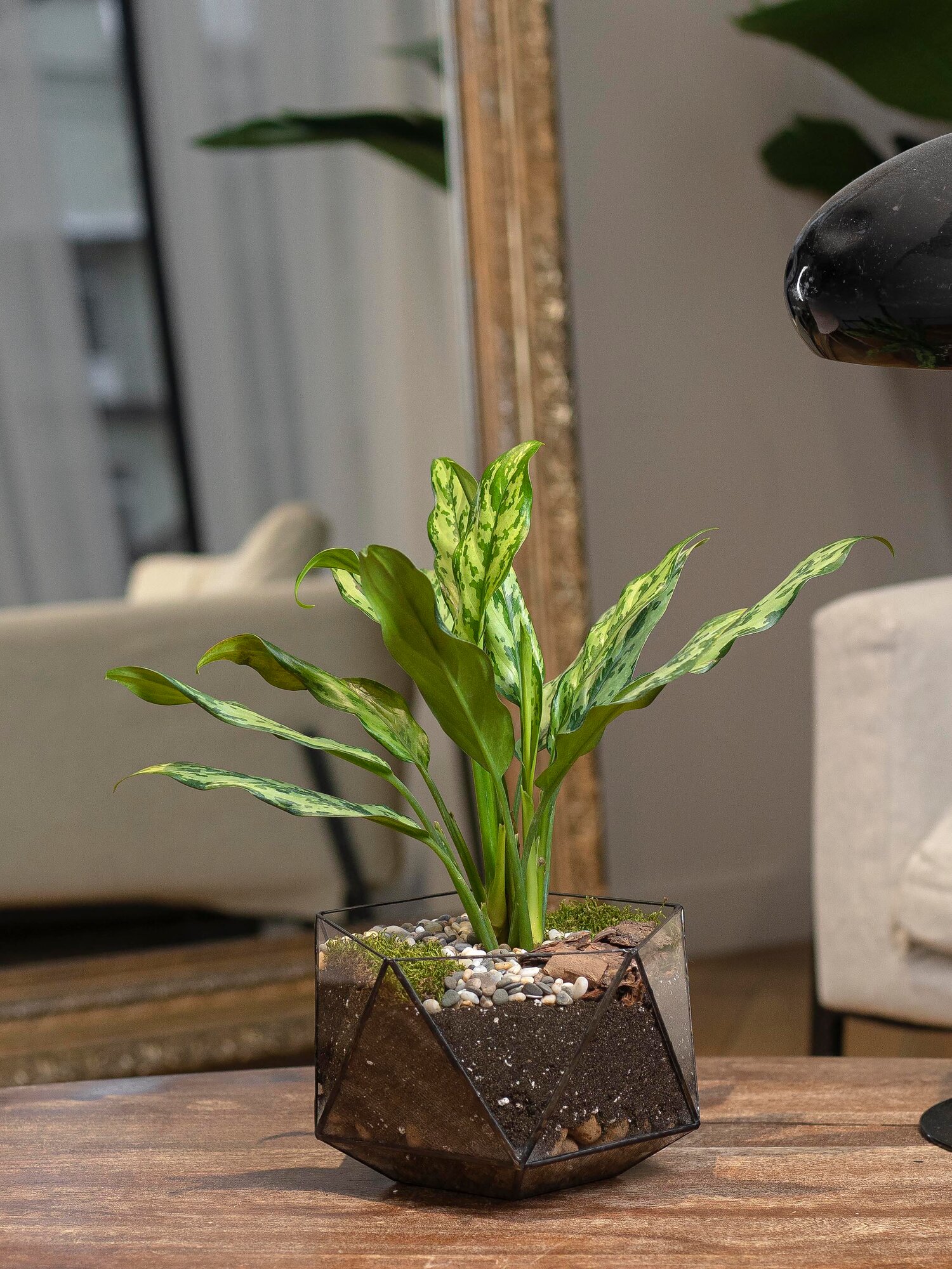 Geo Glass: Аглаонема цветок в горшке из стекла , комнатные растения живые 30-35 см