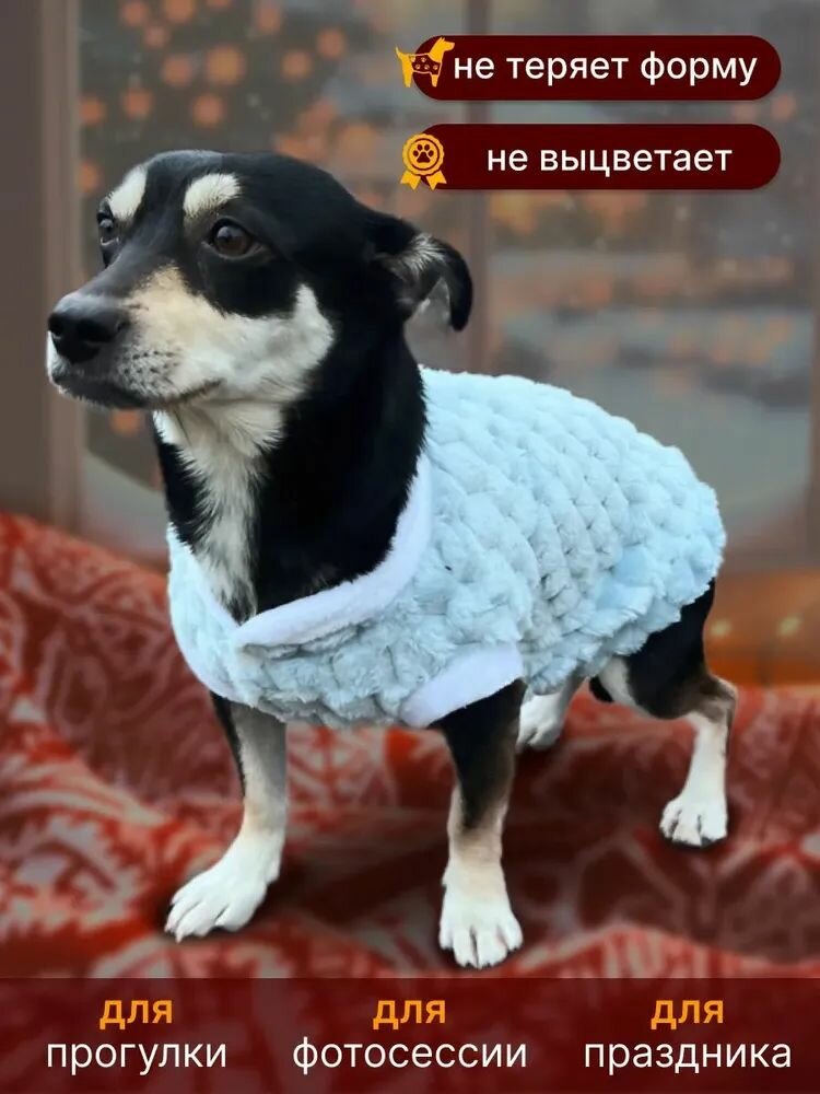 Одежда для животных — фото 1