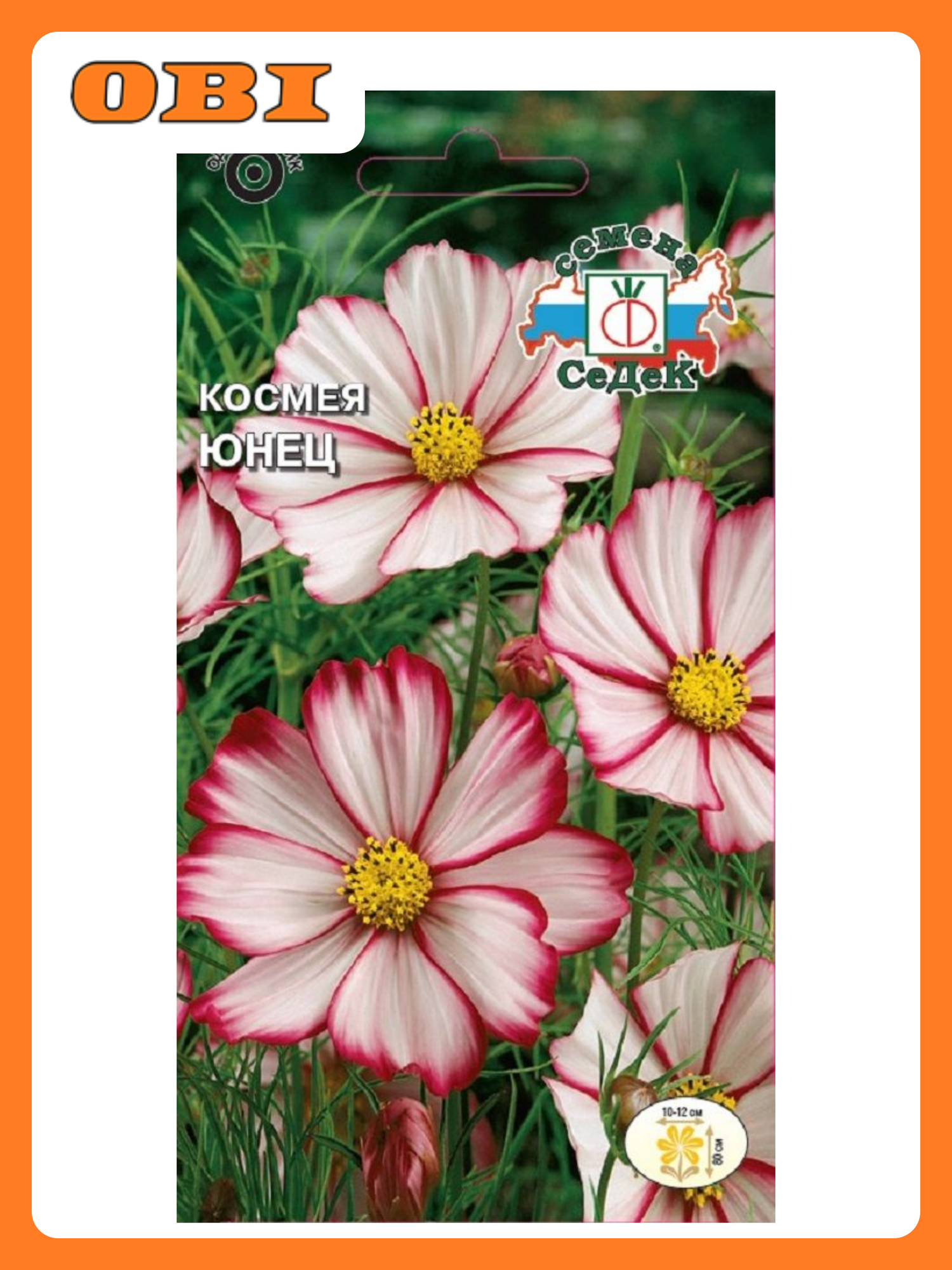 Семена космеи СеДек "Юнец", однолетние, высота 80см, перламутрово-белые соцветия с малиновым окаймлением