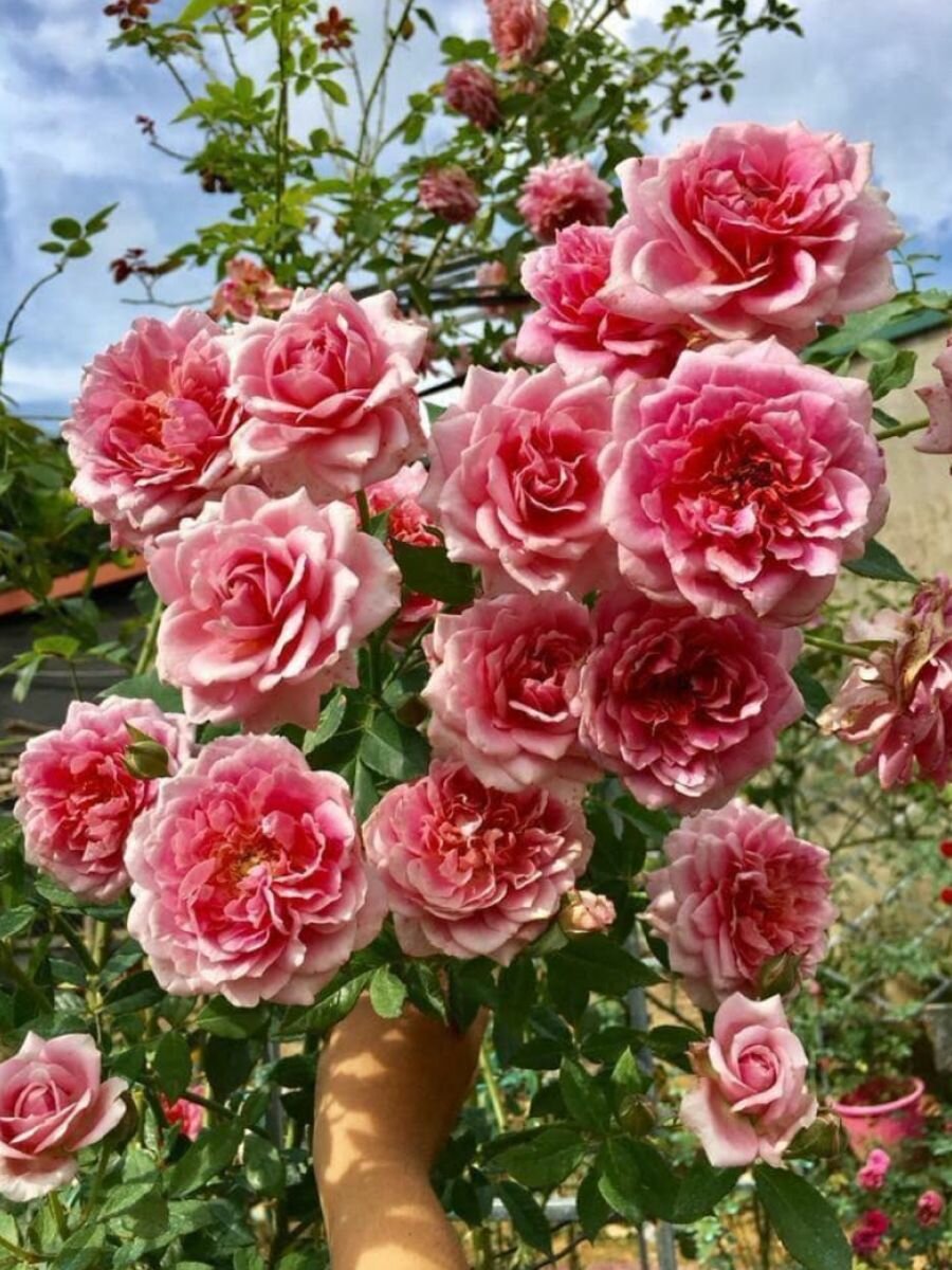 Роза плетистая Французское платье, 1 шт, многолетняя, цвет розовый