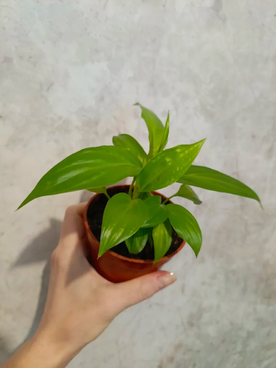 Спатифиллум Шопен живой цветок в горшке 9/15