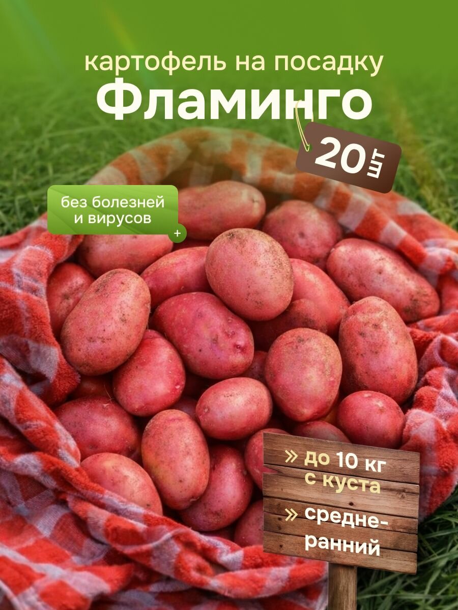 Семенной картофель на посадку Фламинго 20 шт (среднеранний)