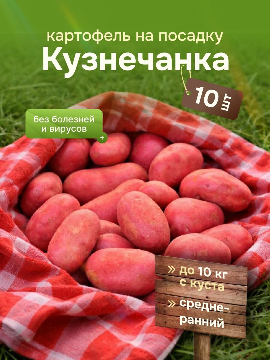 Картофель клубни на посадку Кузнечанка 10шт "среднеранний"