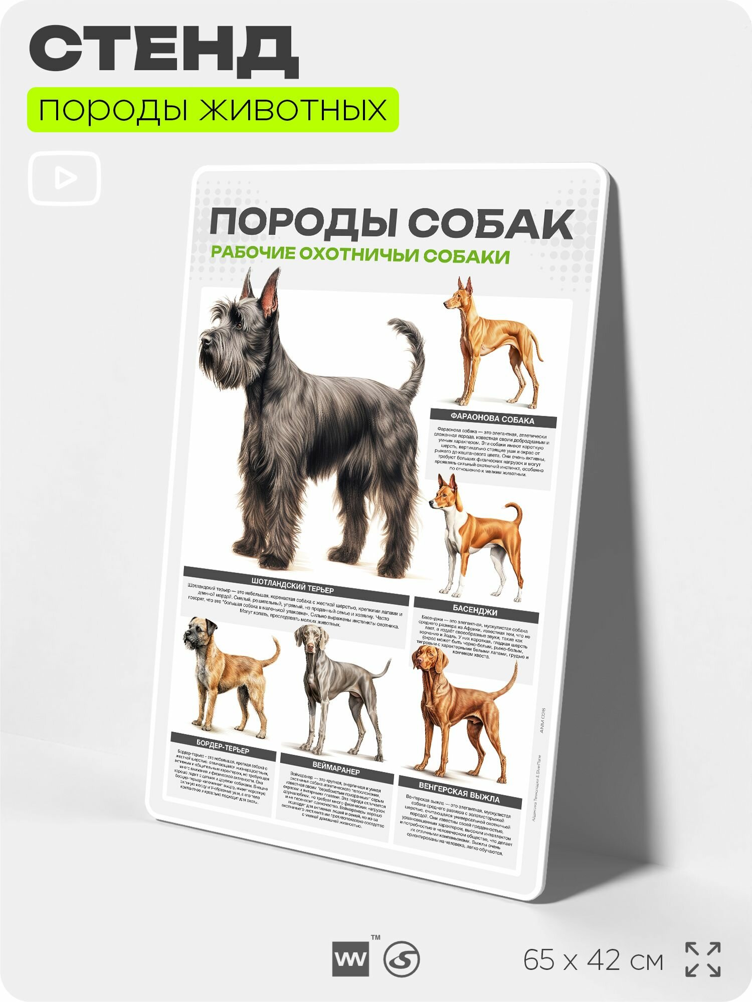 Стенд "Породы собак", плакат для груминг-салона, для ветклиники, 65х42 см, Silver Plane x Айдентика Технолоджи