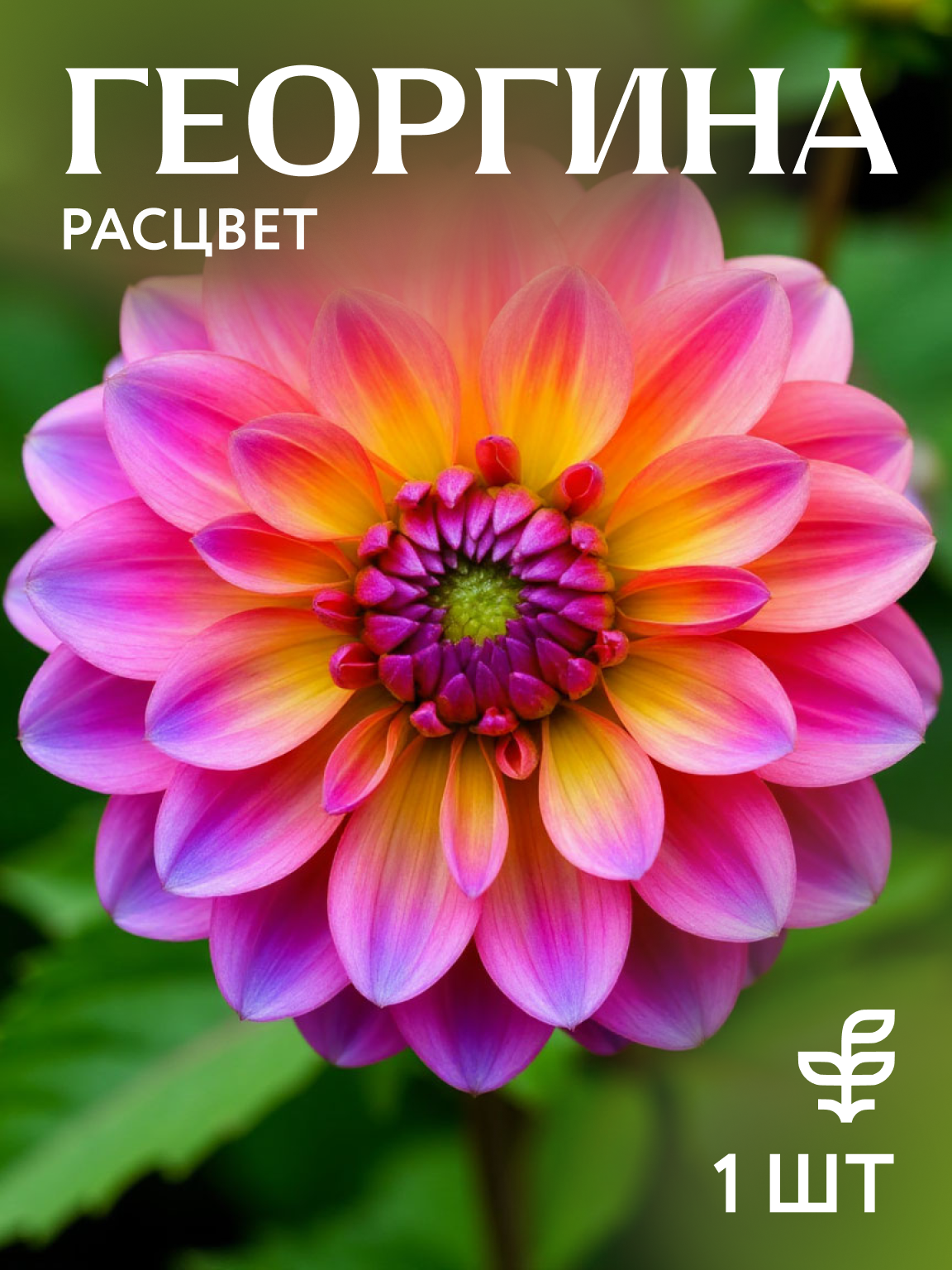 Георгины клубни многолетние крупные