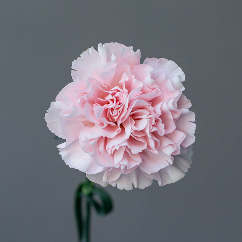 Гвоздика Анданте Колумбия высота 65 см от Магазина цветов Долина Ситтим 1 шт. (поштучно)