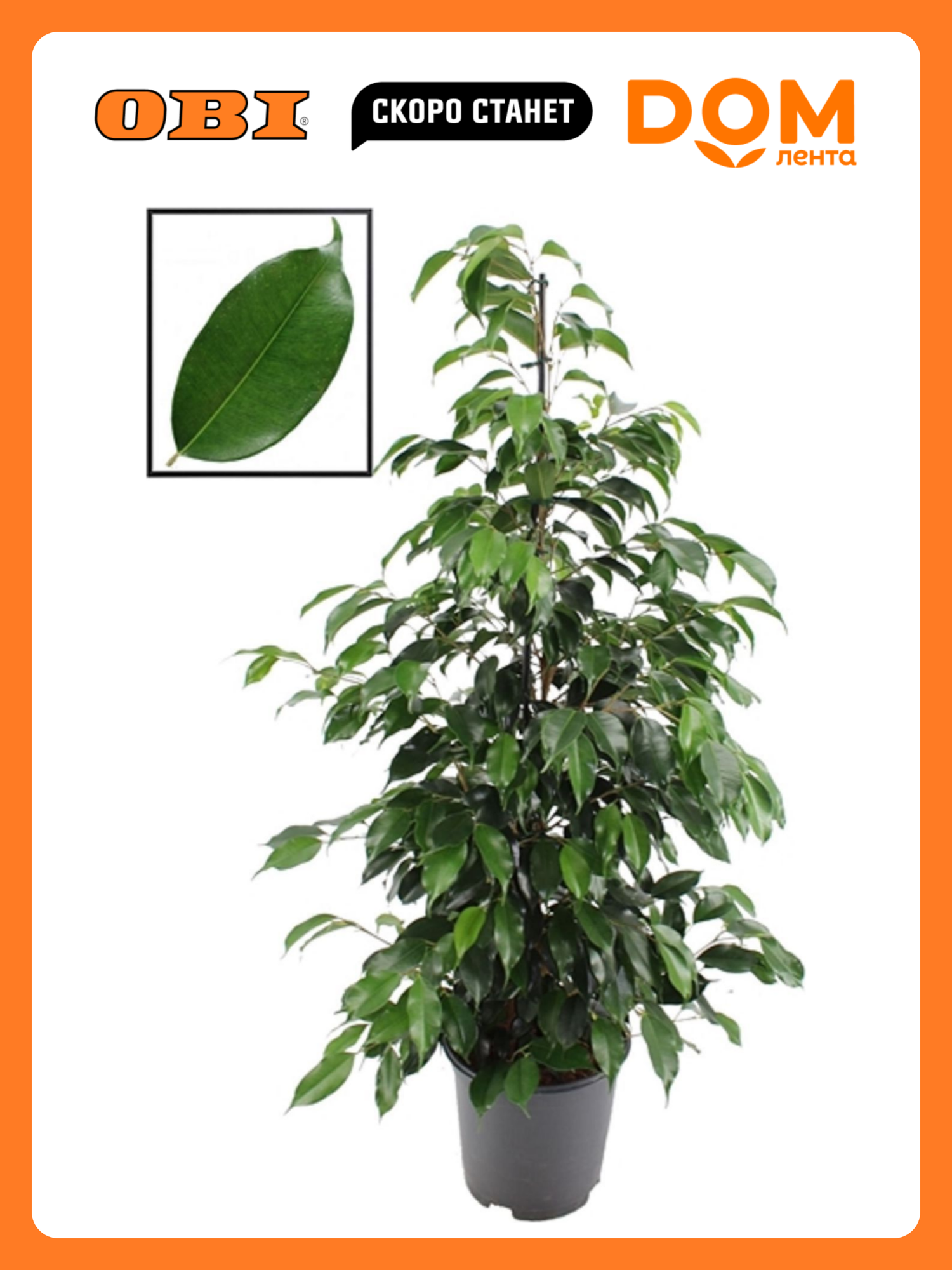 Фикус Бенджамина Даниэль, декоративно-лиственный, высота 100см, горшок D21