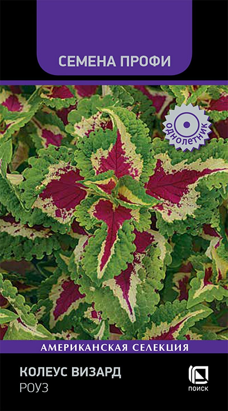Семена цветов Поиск колеус Визард Роуз 10 шт, для дачи, сада, огорода и на рассаду