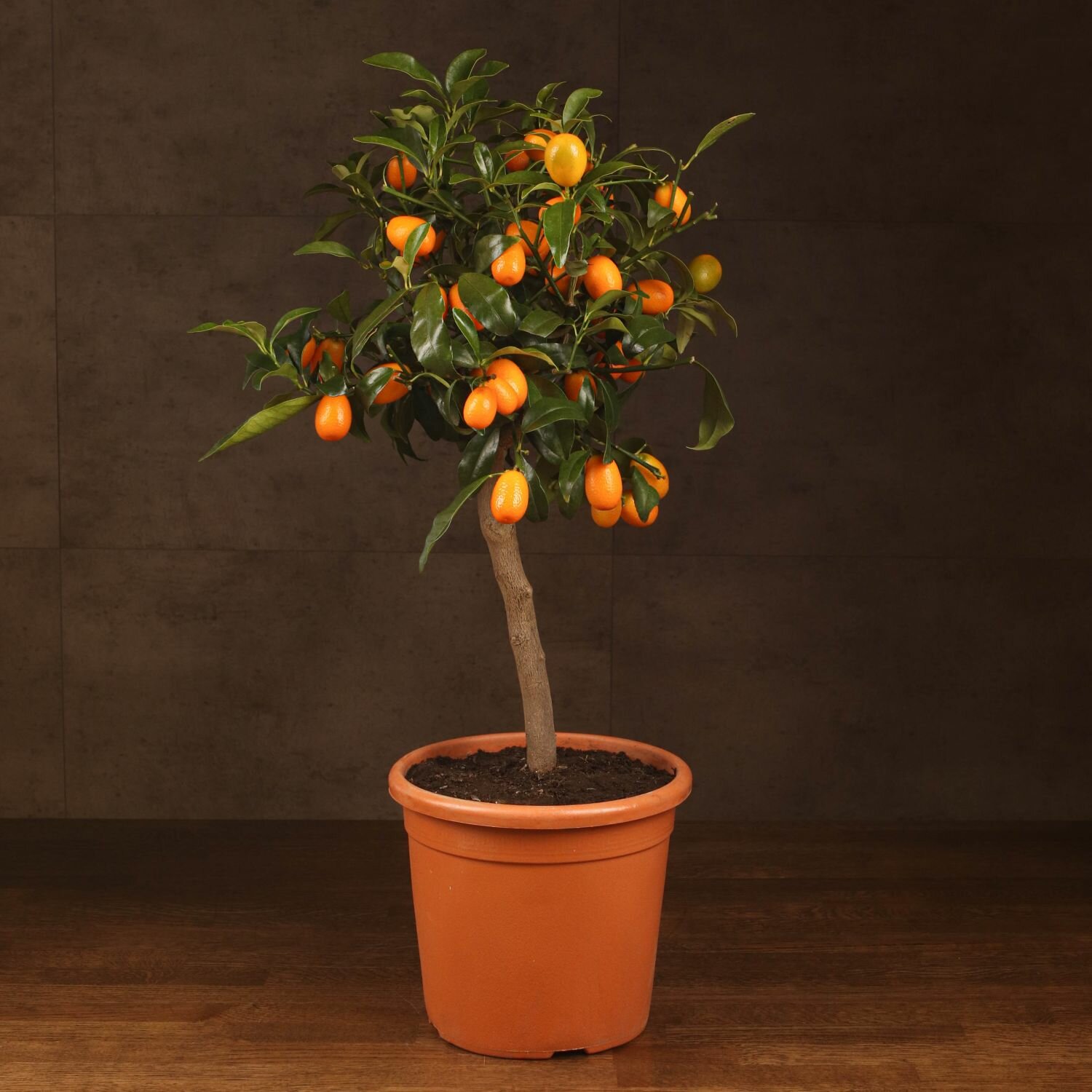 Кумкват 70/21