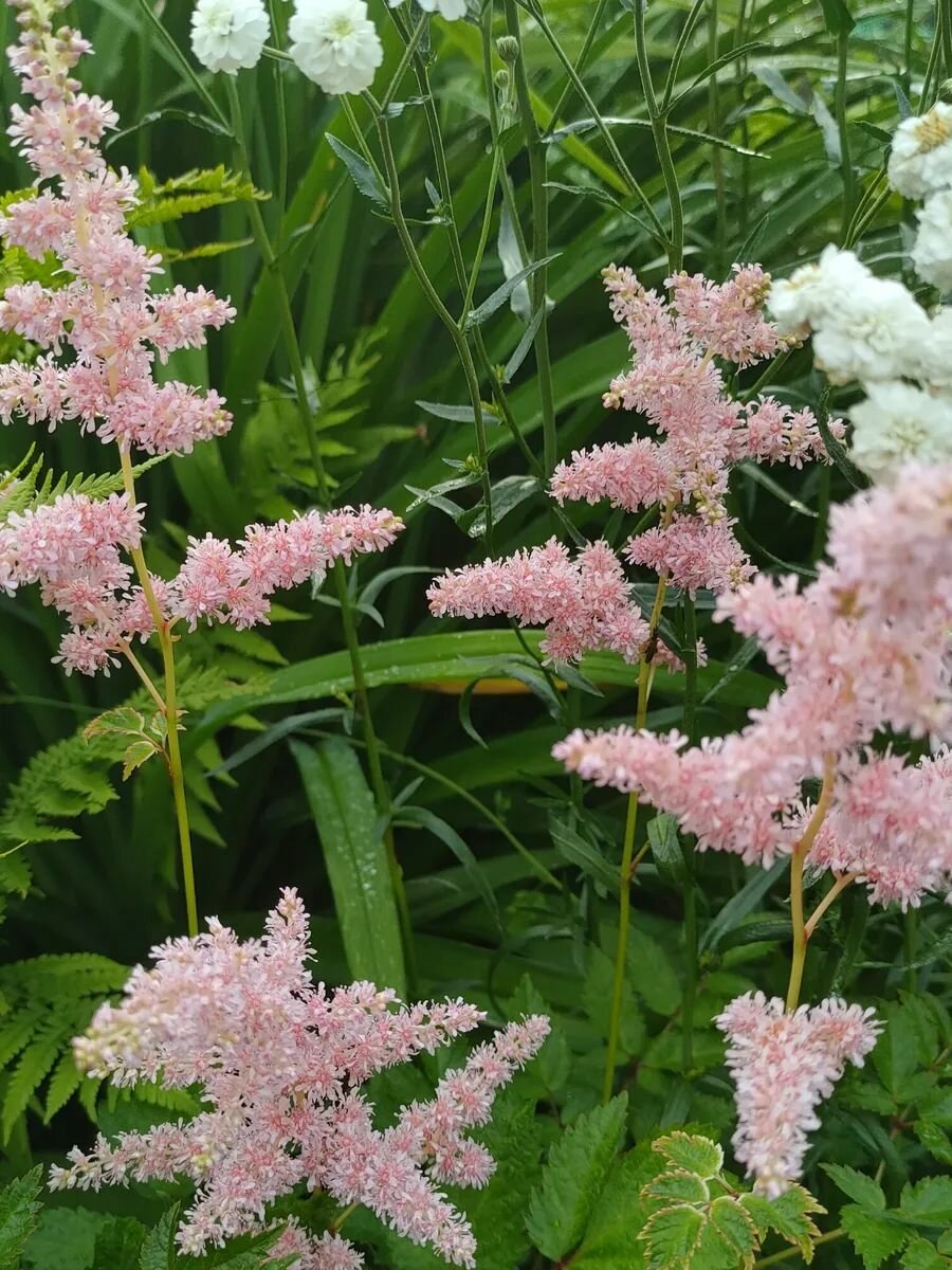 Астильба Арендса Брессингем Бьюти