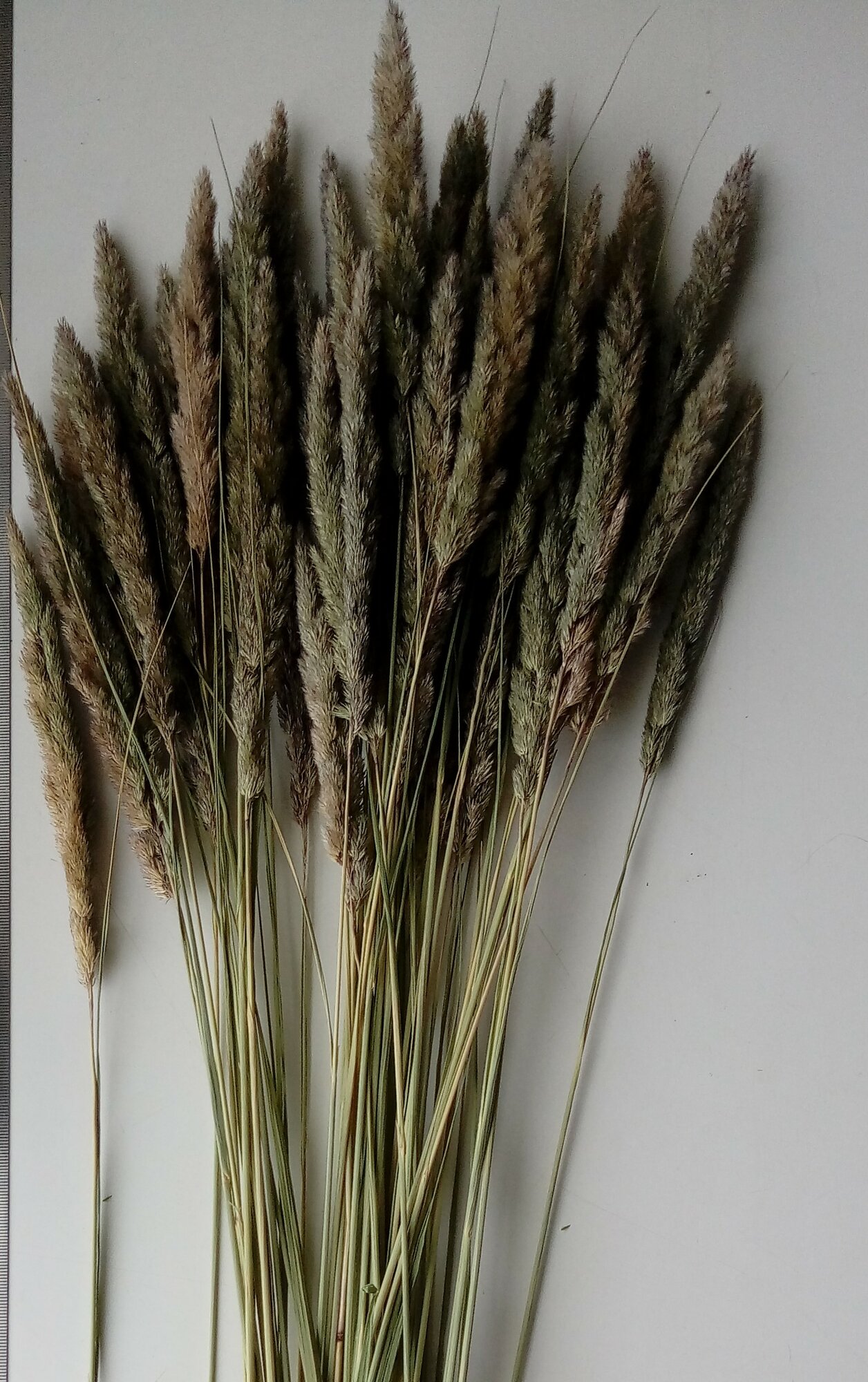 Декор. Букет сухоцветов Поделки домового "Вейник", 50 веток, зеленый и бежевый цвет, длина 40-50 см