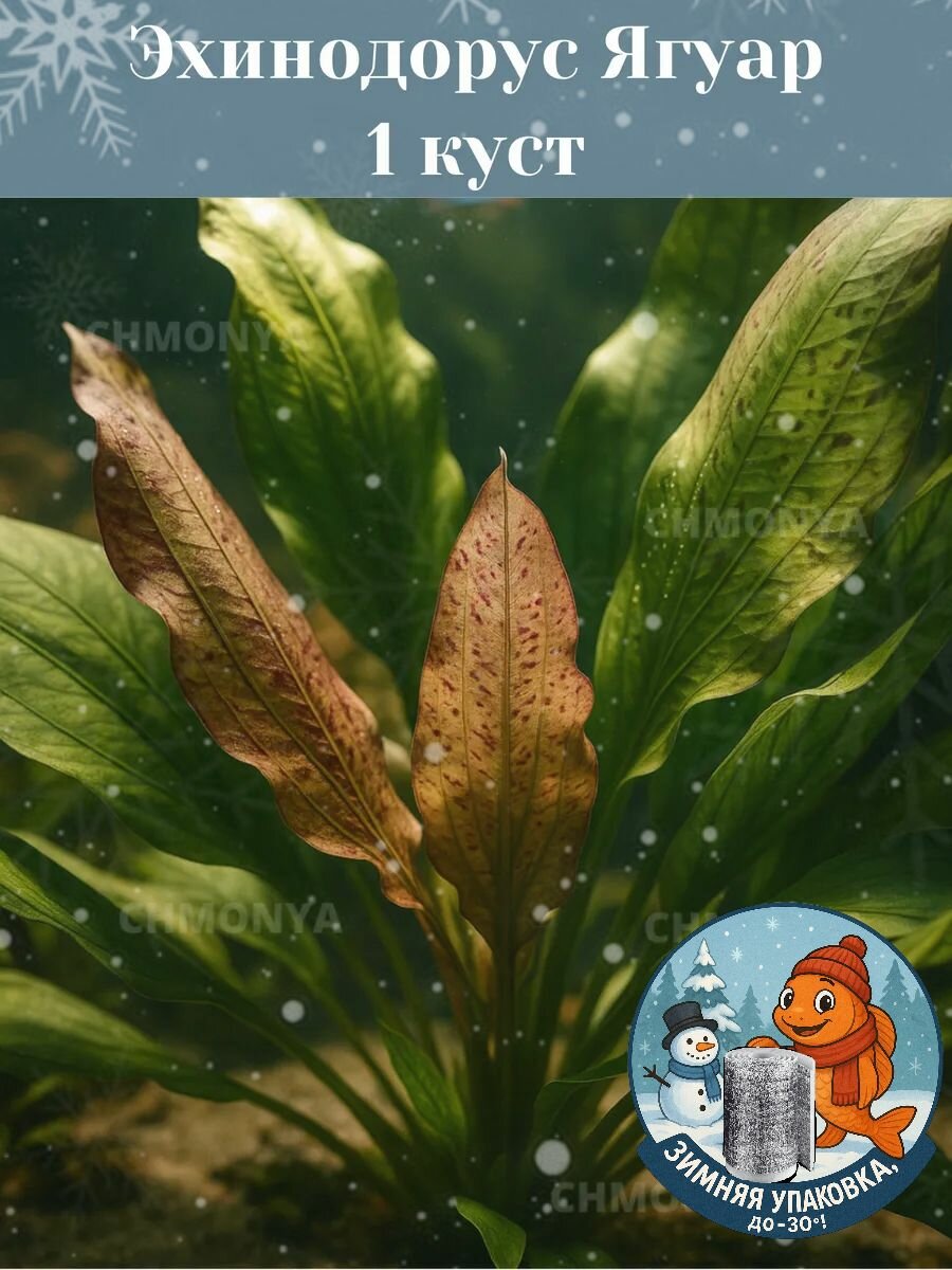 Аквариумное растение Эхинодорус Ягуар (Echinodorus Jaguar) , живое аквариумное растение