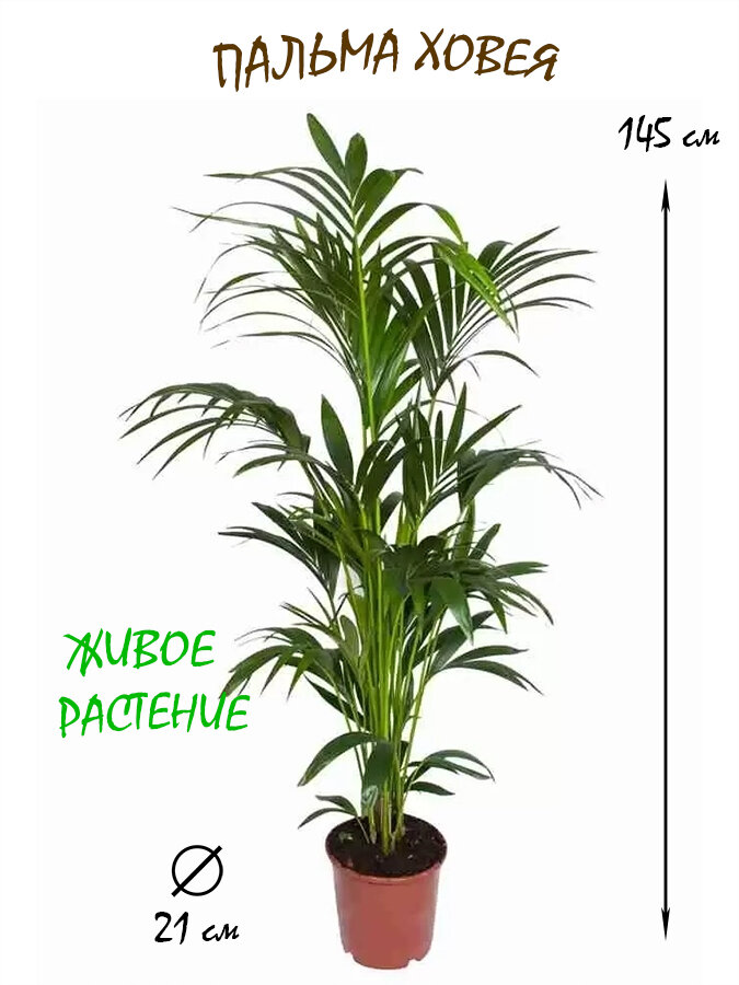 Пальма Ховея в горшке (Крупномер), высота 140-150 см, живое растение