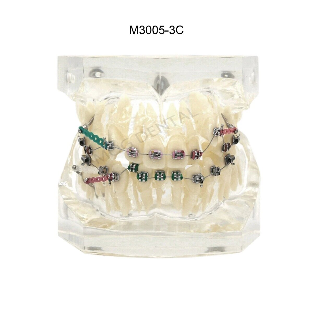 JUQNDENT Dental Teeth Model M3005