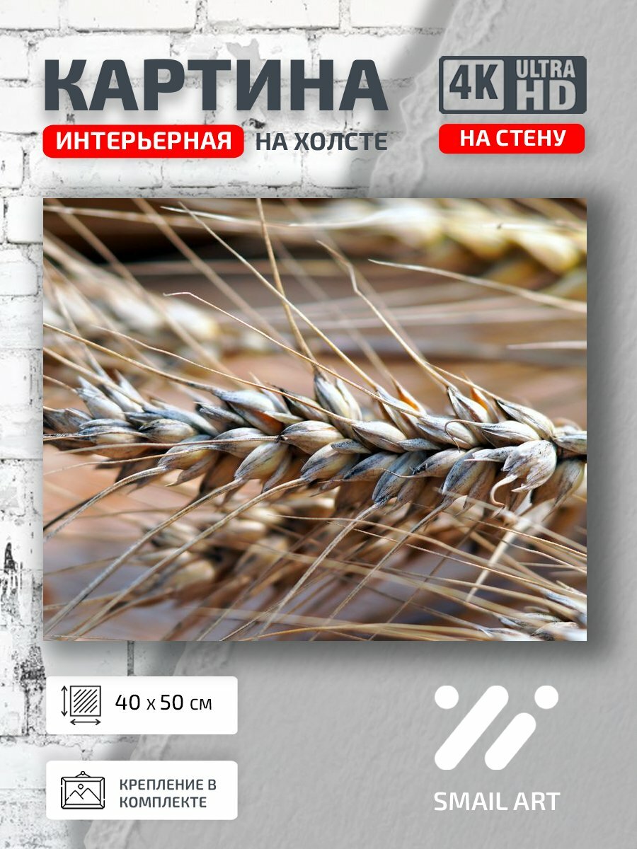 Картина на холсте интерьерная 40 на 50 на стену Рожь Landscape для гостиной пейзаж интерьер