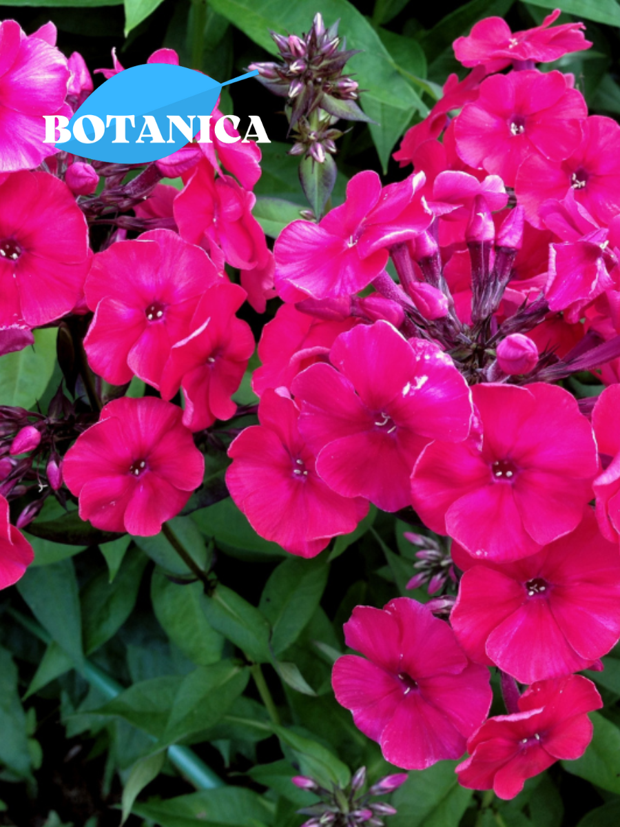 Луковицы цветов, botanica garden , Флокс Мисс Мэри ( 1 штука )