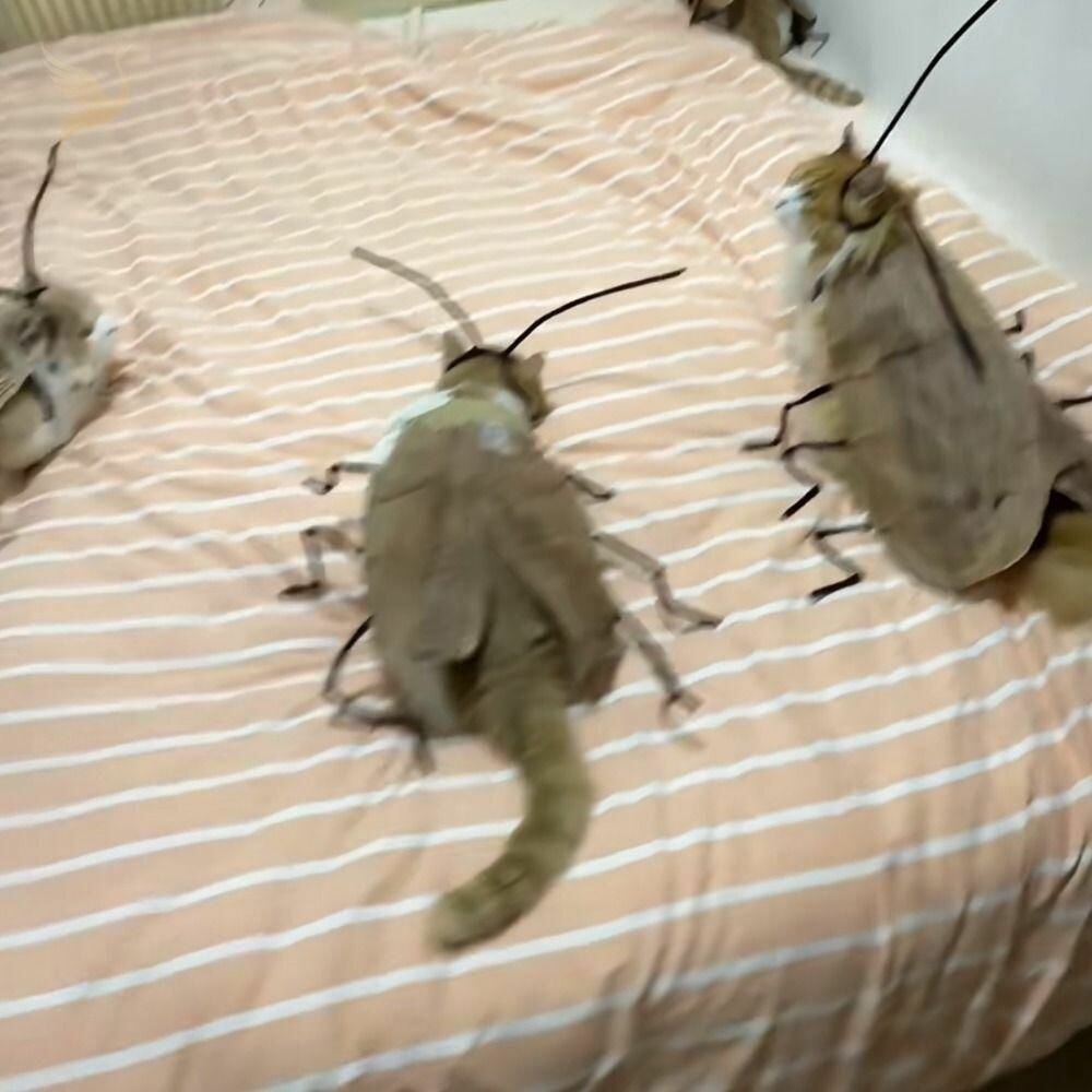 Костюм кота-косплея таракана