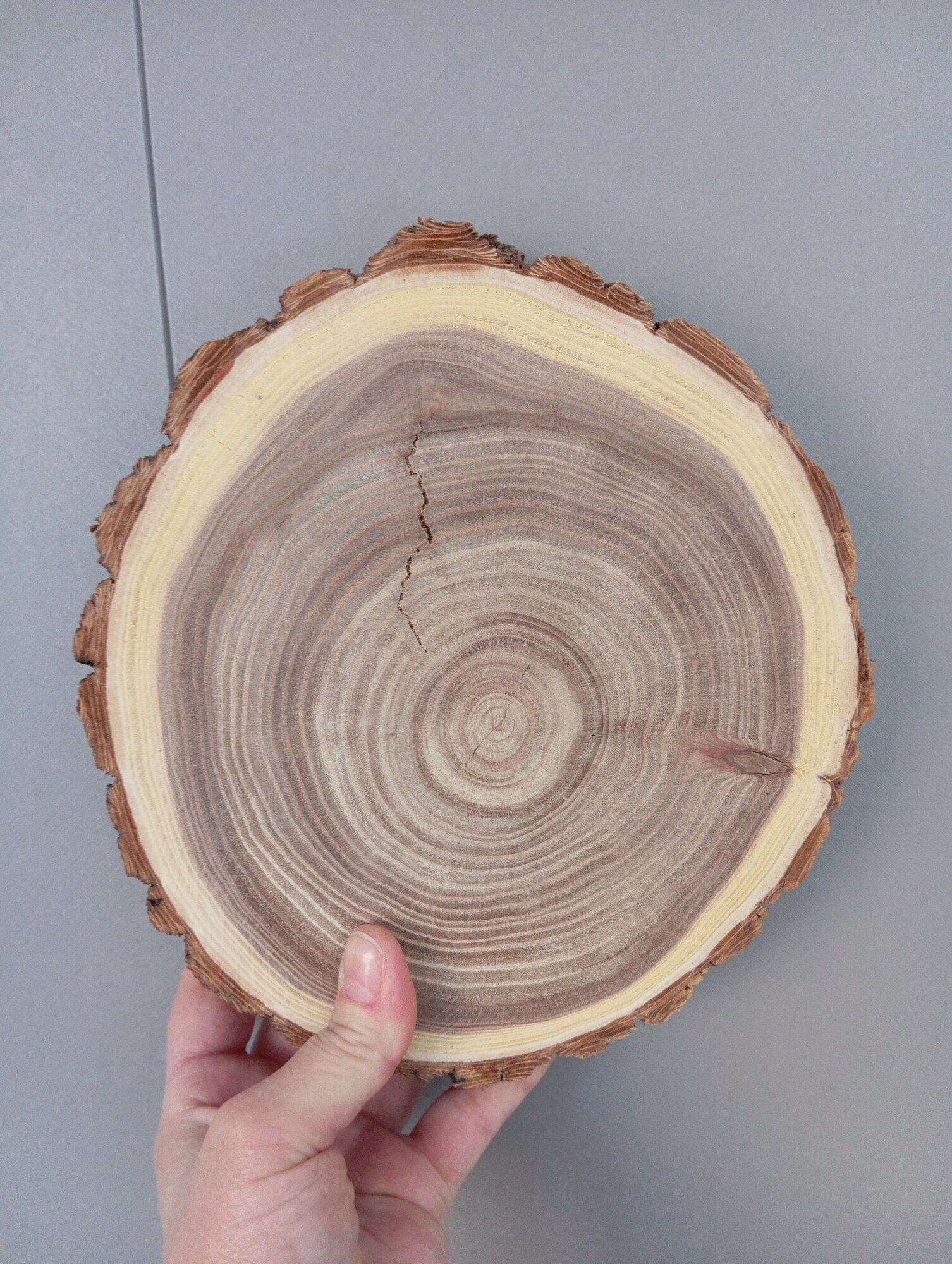 Спил дерева карагач, заготовка d 20-18см