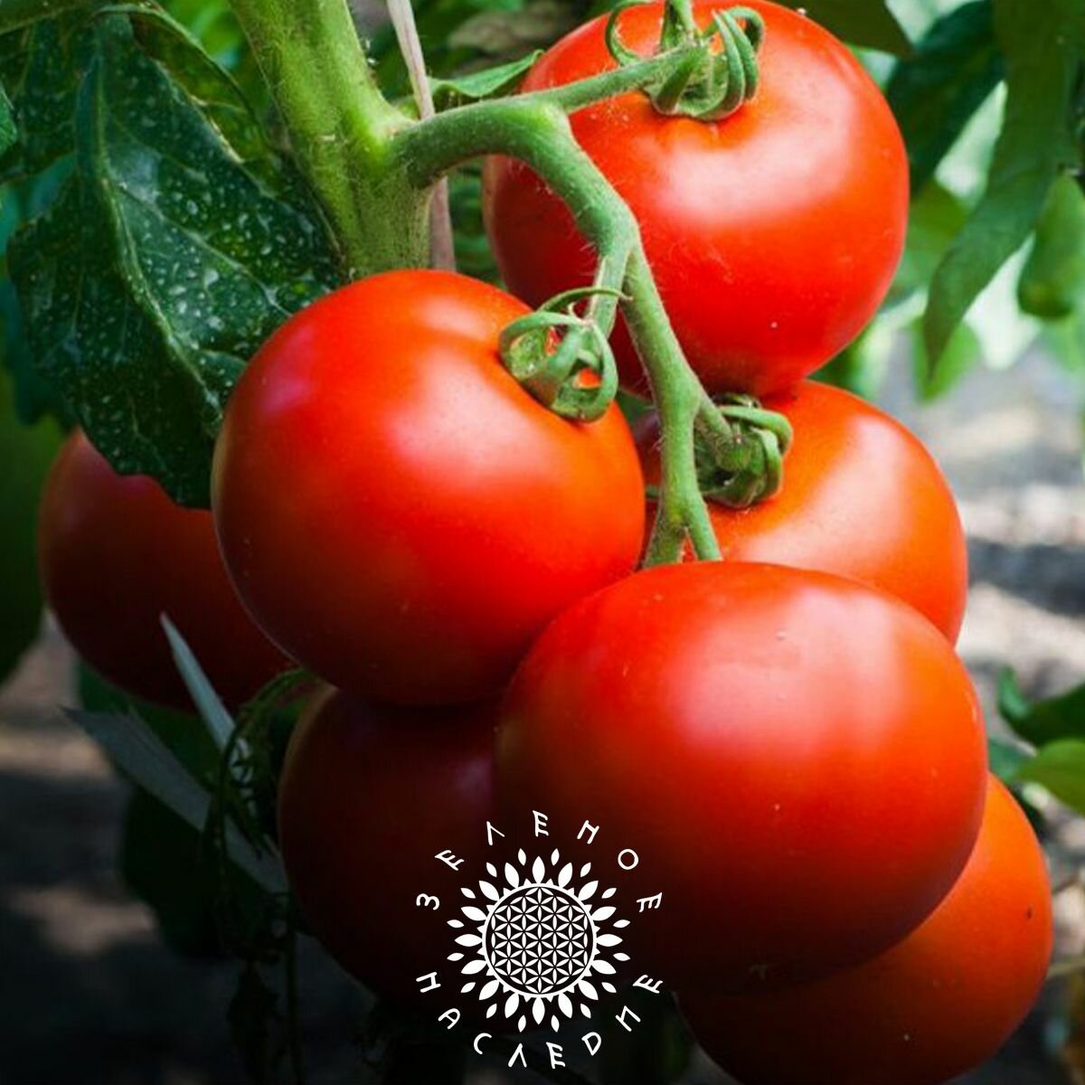 Семена Томат Ляна (лат. Solanum lycopersicum) 25шт Зеленое Наследие