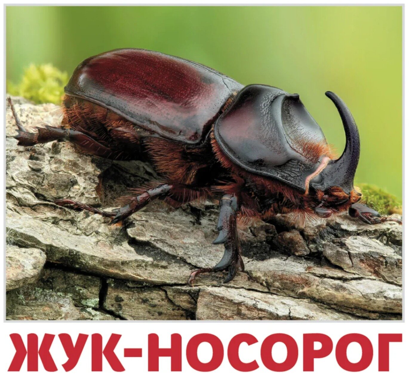 Набор обучающих карточек АгаБум Насекомые, 16.5х17.5 см, 0+