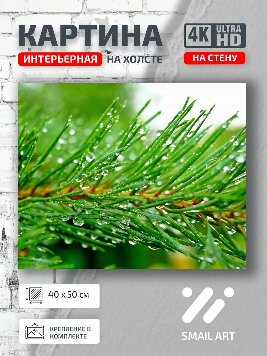 Картина на холсте интерьерная 40 на 50 на стену Ветка Macro для гостиной макро интерьер
