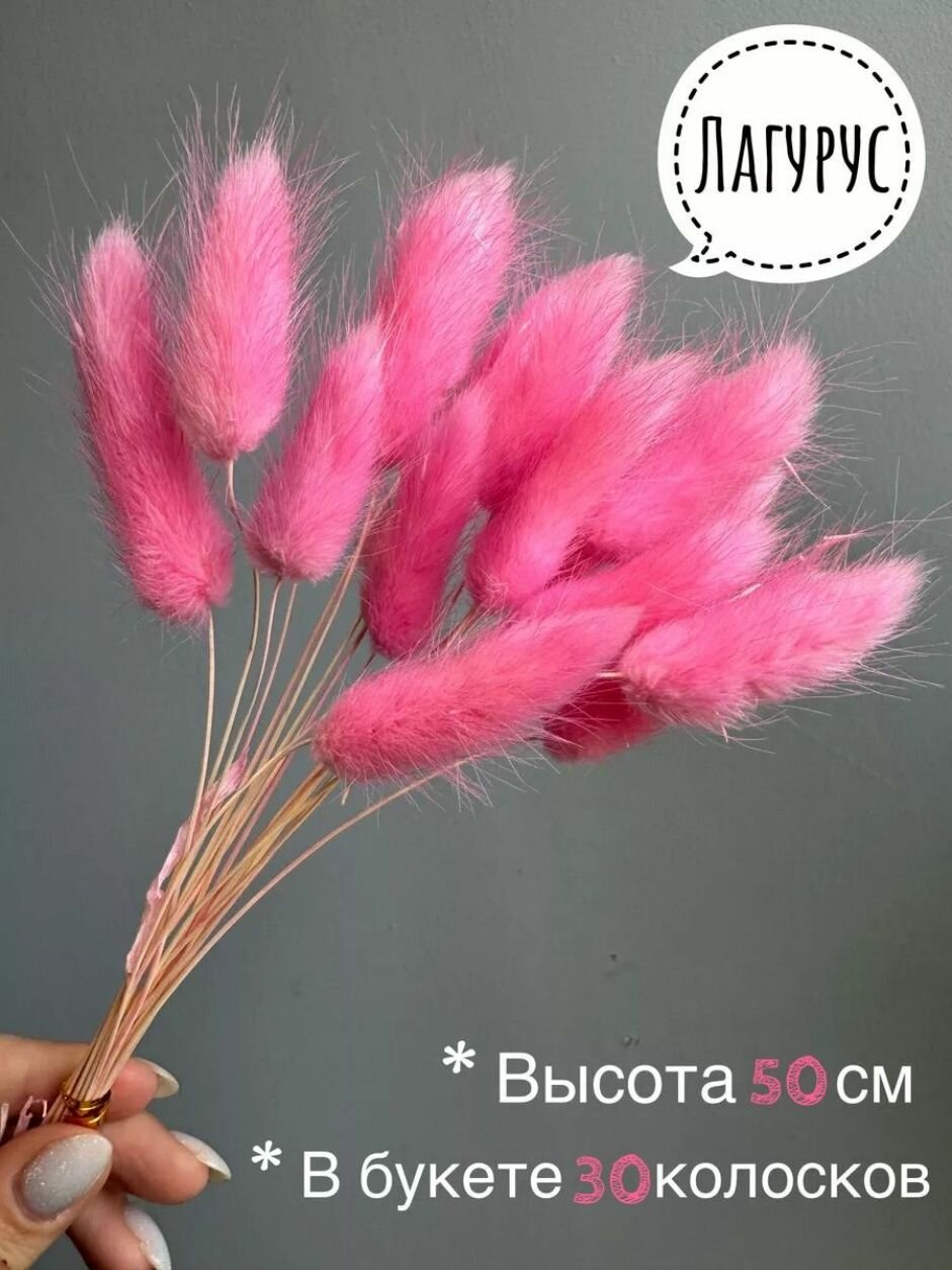 Эксклюзивный лагурус сухоцвет зайцехвост