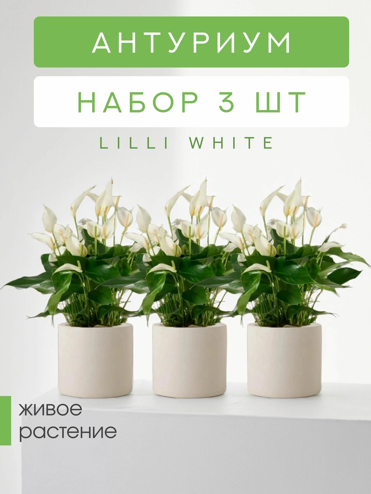 Антуриум GREEN TOWN, живой цветок, белый, набор, высота 18 см, диаметр горшка 6 см, упаковка в коробке