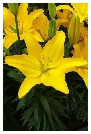 Лилия Изи Сан 5 шт