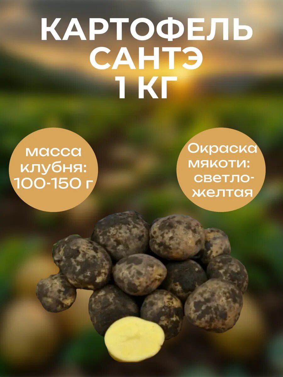 Картофель семенной Сантэ, 1 кг