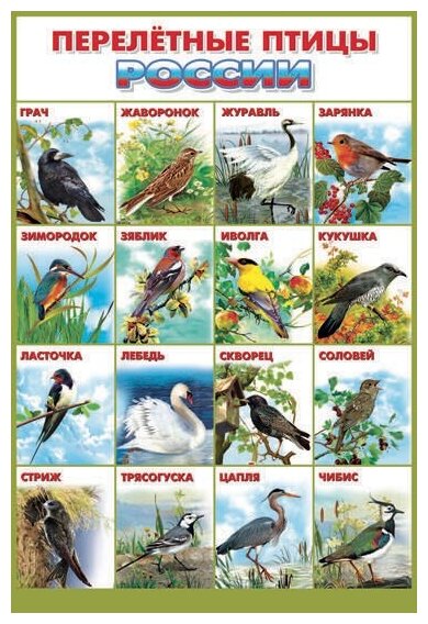 Зоммер-Боденбур. Перелетные птицы Росии. Плакат. Обучающие плакаты