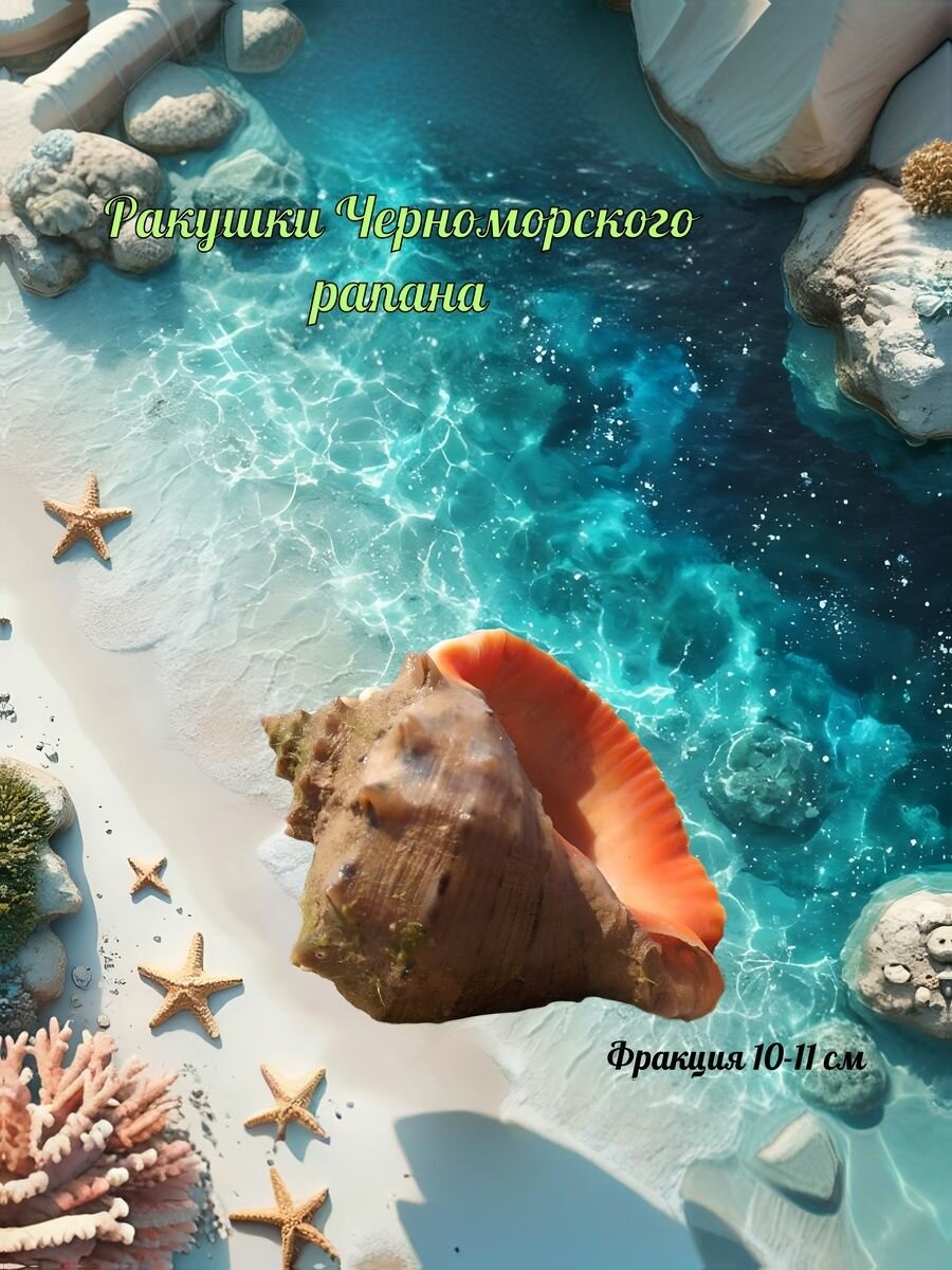 Ракушка морская натуральная - Рапан