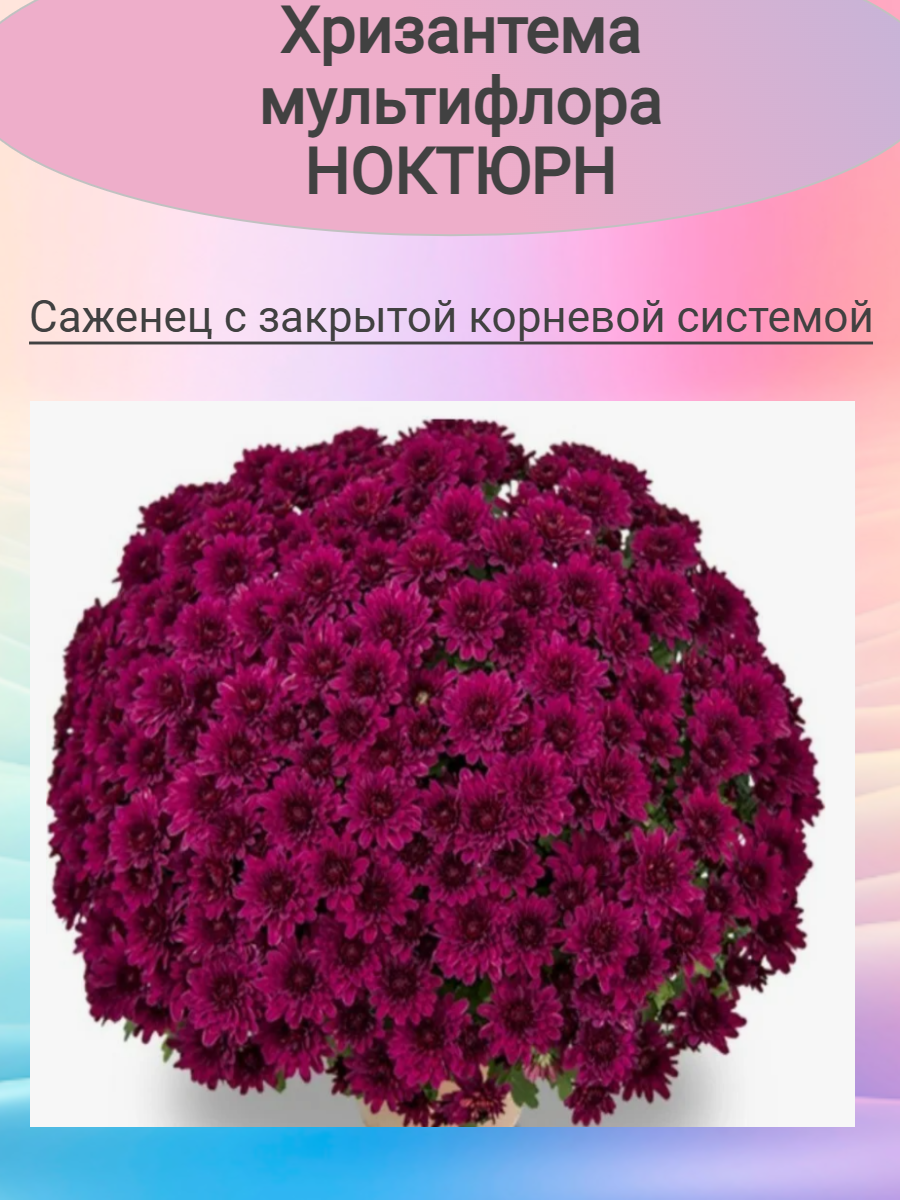 Хризантема мультифлора Ноктюрн