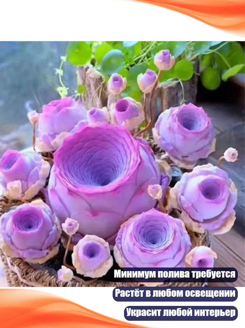 Горная роза — суккулентный саженец, Фиолетовая Роза 500