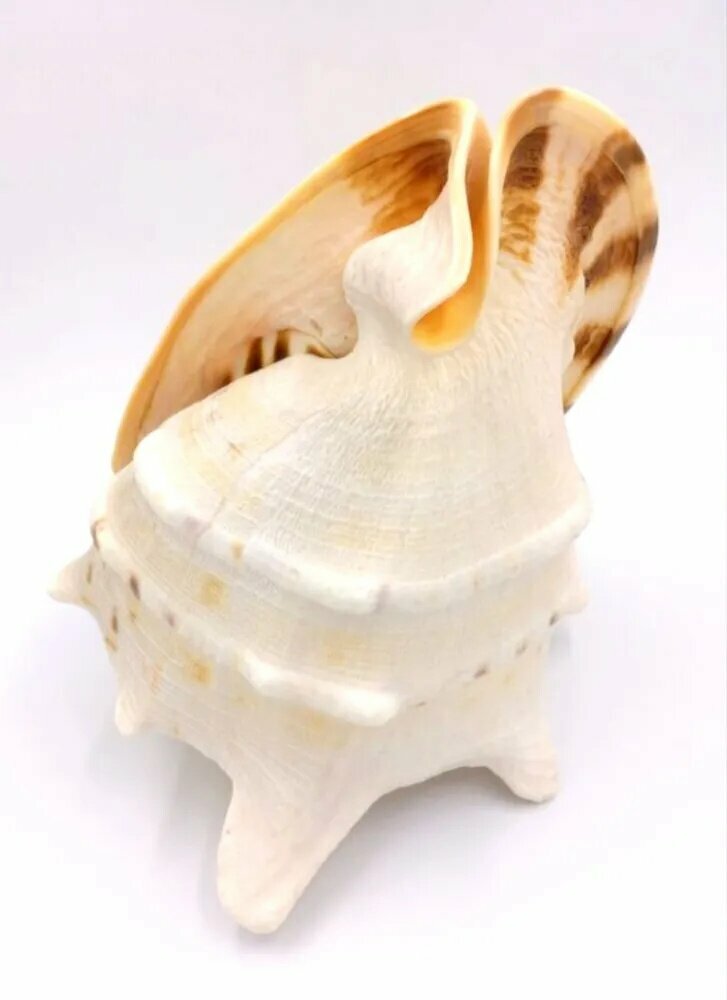 Раковина морская натуральная 17-19см "Кассис Корнута"