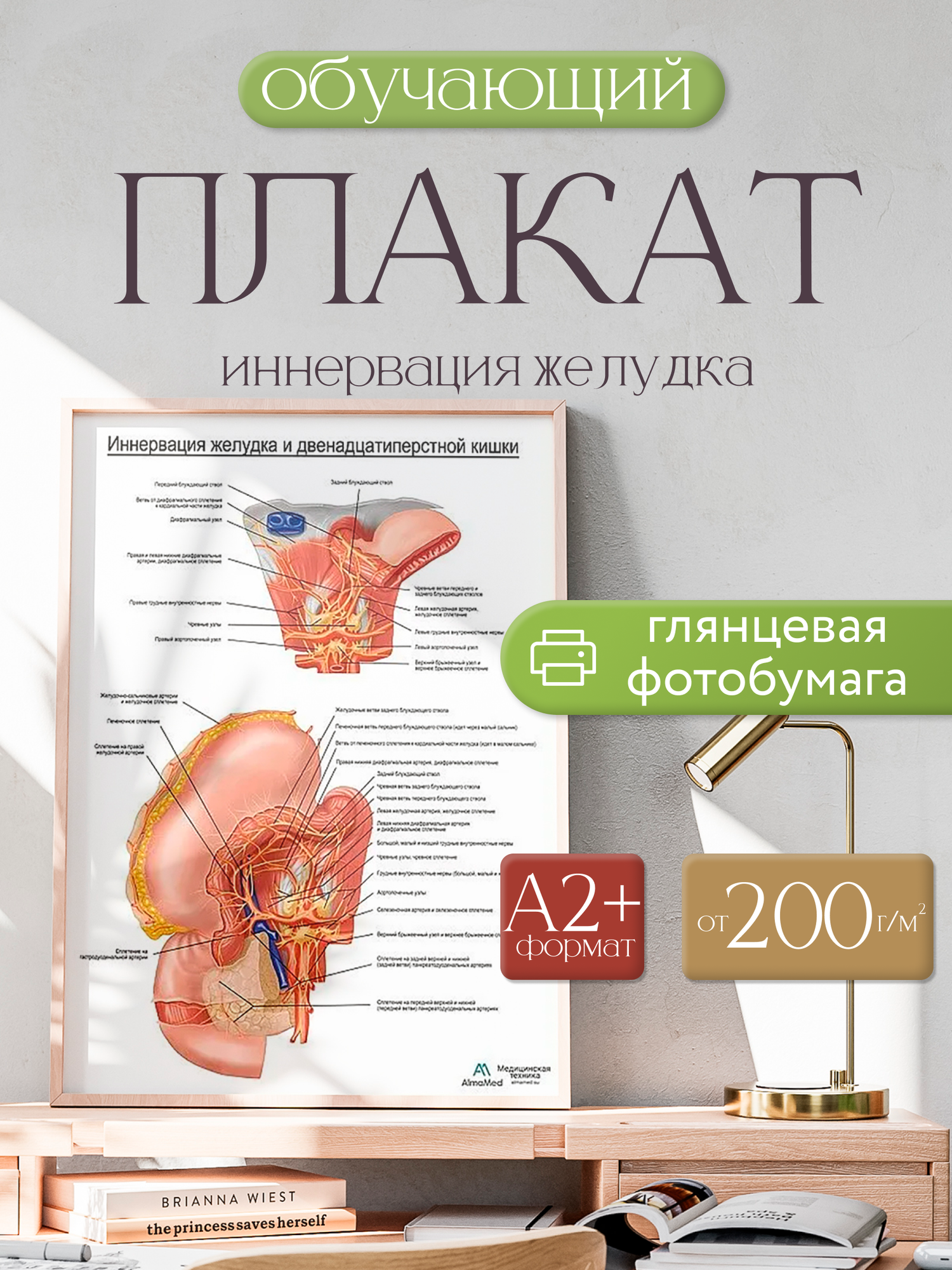 Обучающий плакат "Автономная иннервация желудка продолжение", размер А2+, глянцевая фотобумага от 200г/м2