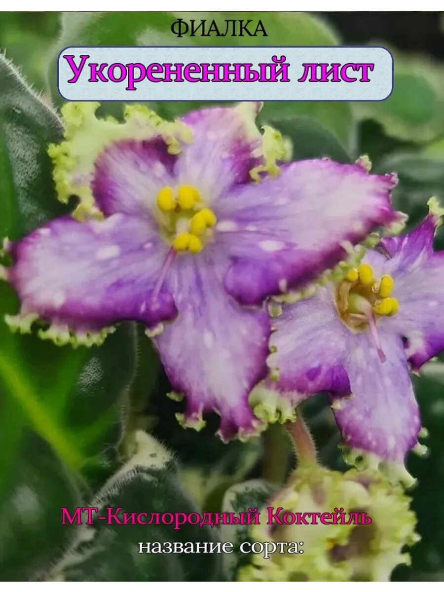 Фиалка живая в горшке комнатная сорт МТ-Кислородный Коктейль (укорен. лист)