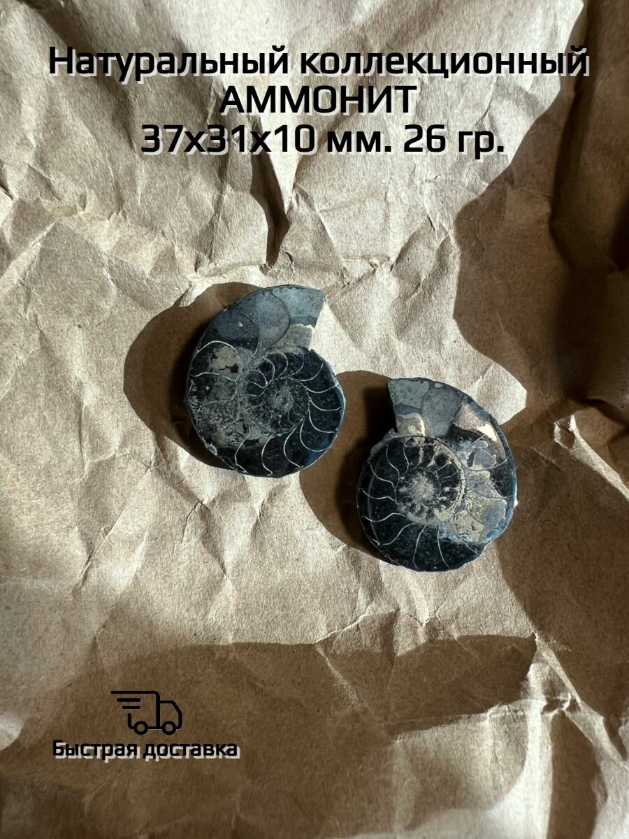 Две половинки отполированных срезов природного аммонита