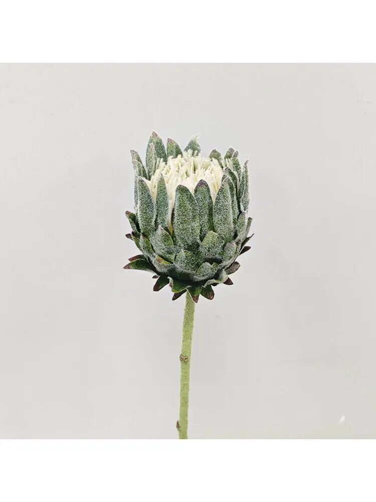 Стабилизированные цветы Бугенвиллия, 43 гр