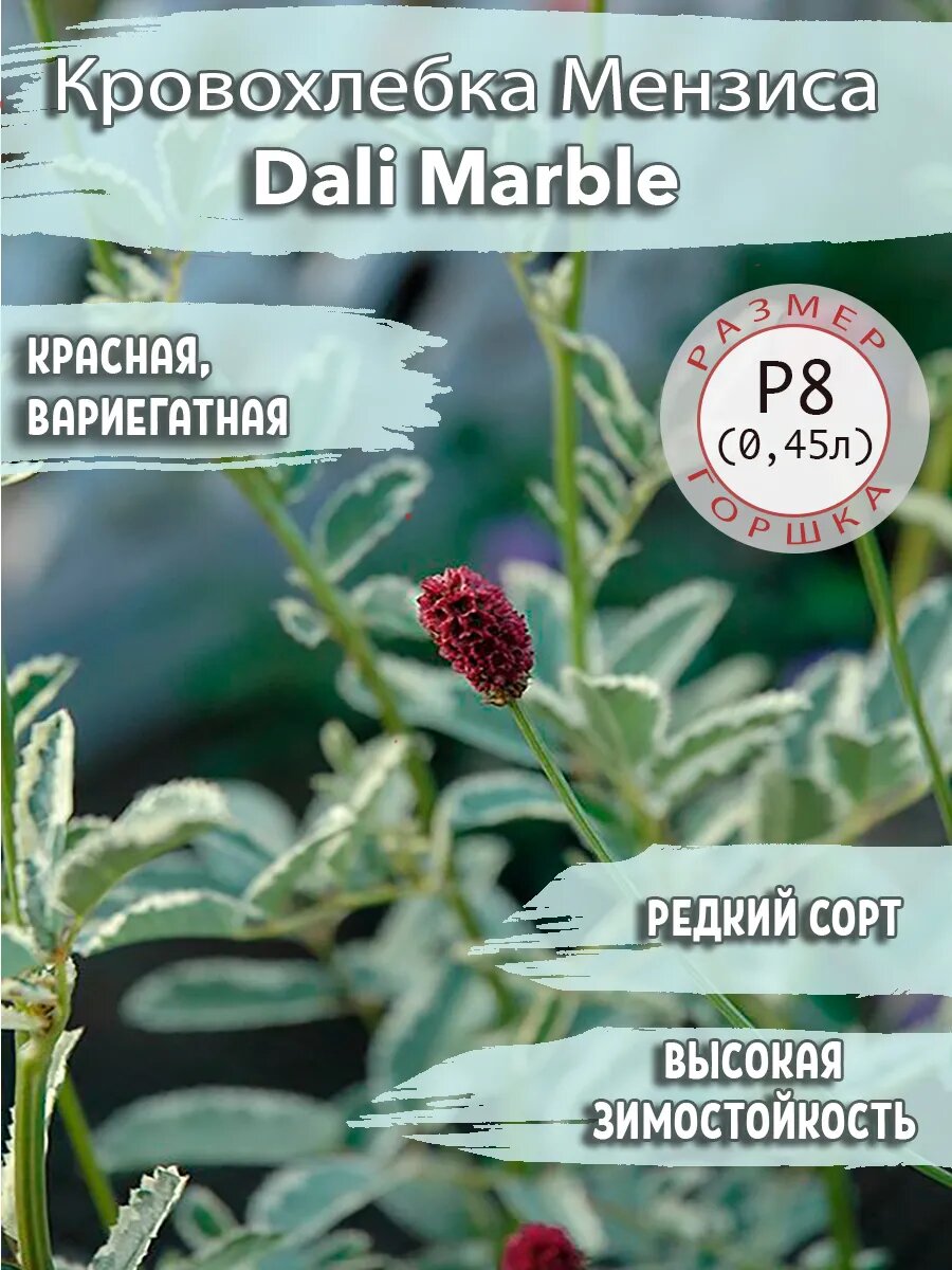 Кровохлебка Садовые Растения Мензиса "Dali Marble", цвет красный