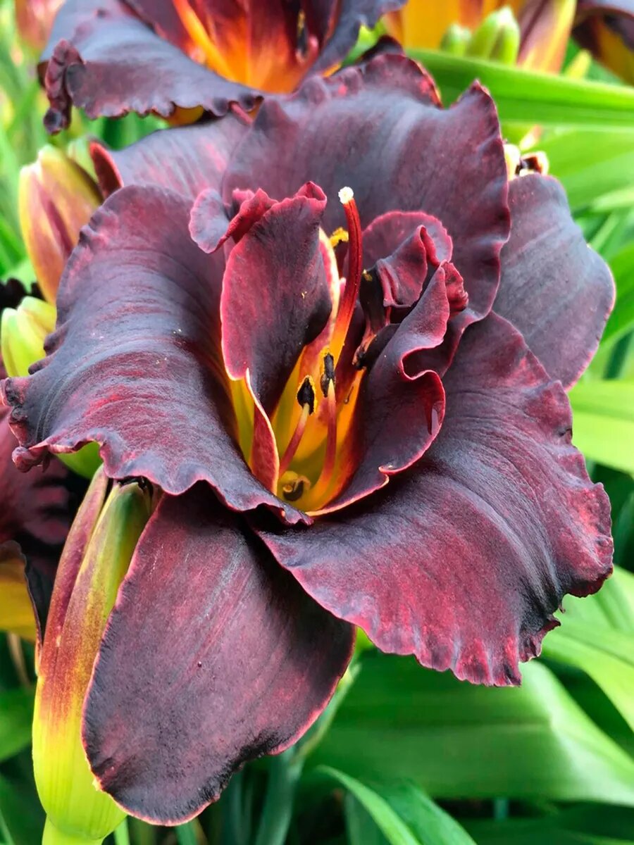 Лилейник Voodoo Dancer C1