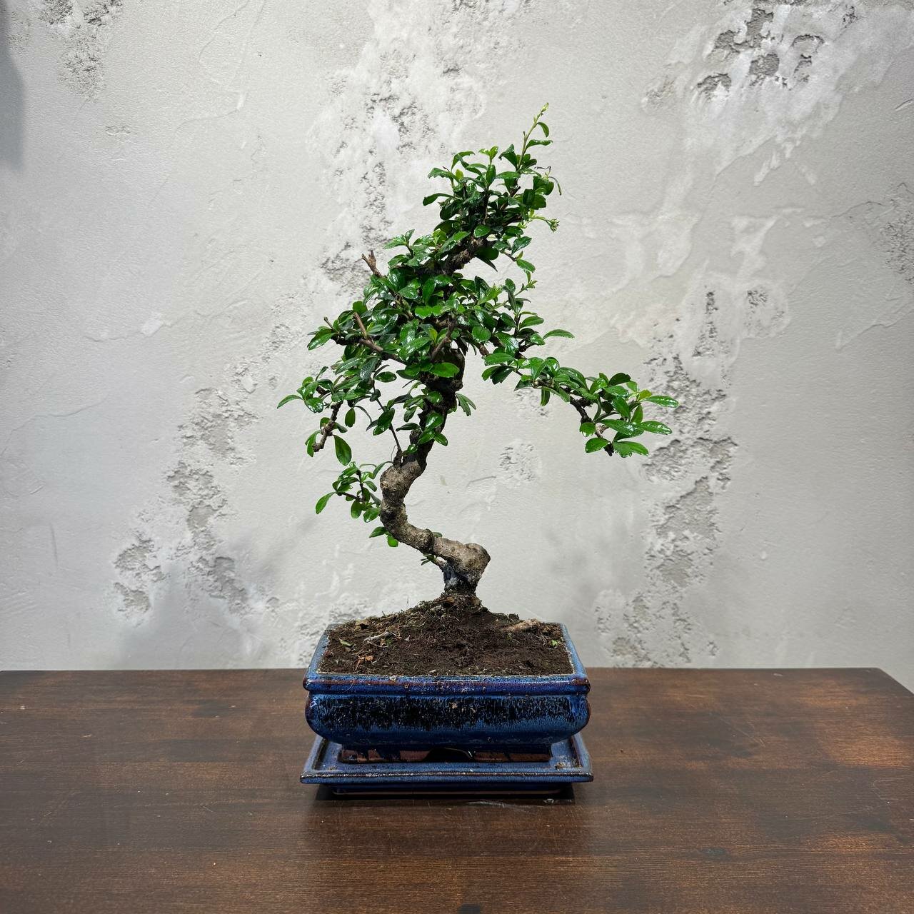 Домашнее растение бонсай "Кармона" цветущее, 12 лет "Искусство Бонсай"