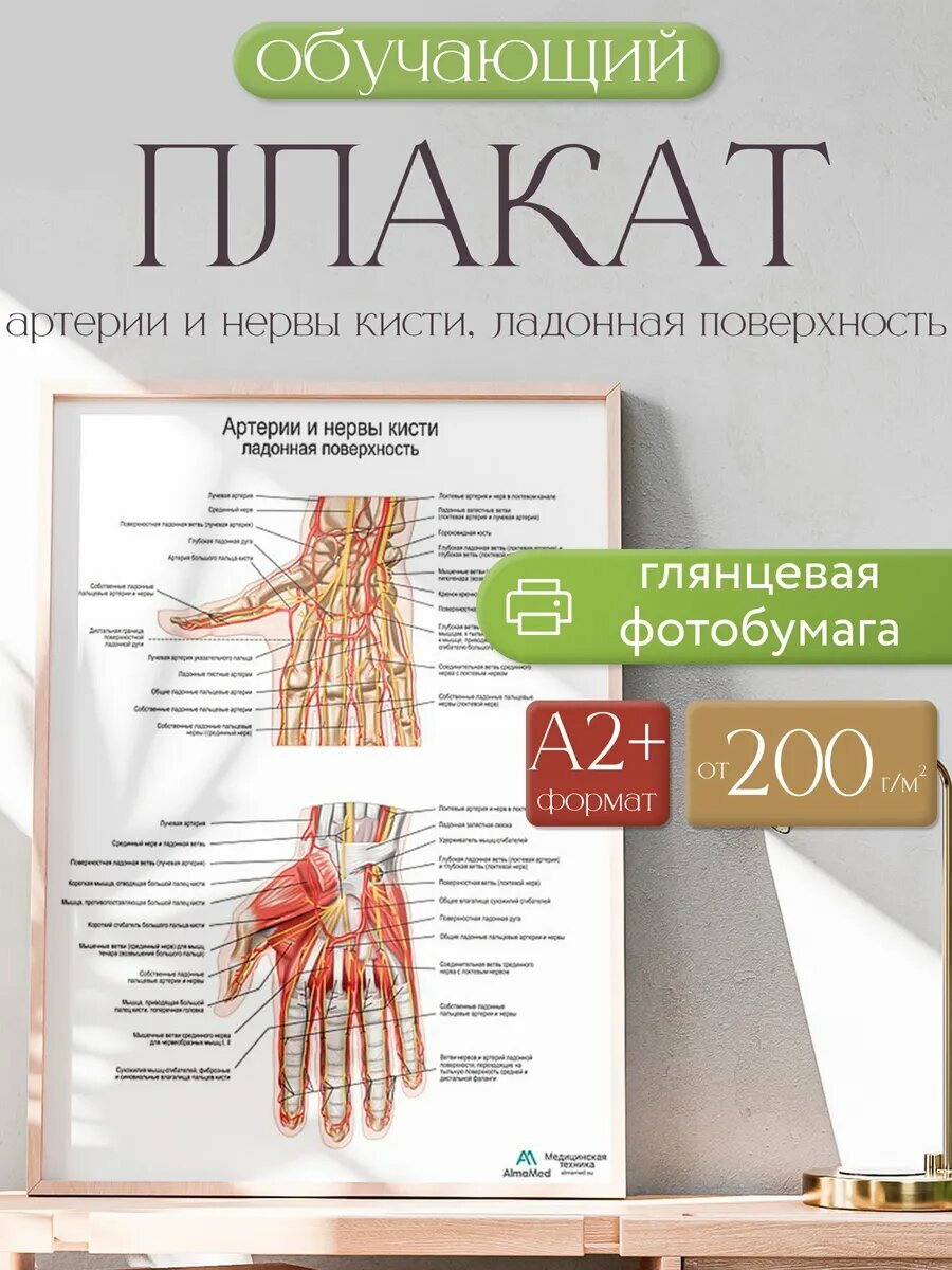 Артерии и нервы кисти, ладонная поверхность, плакат глянцевый А2+, плотная фотобумага от 200г/м2
