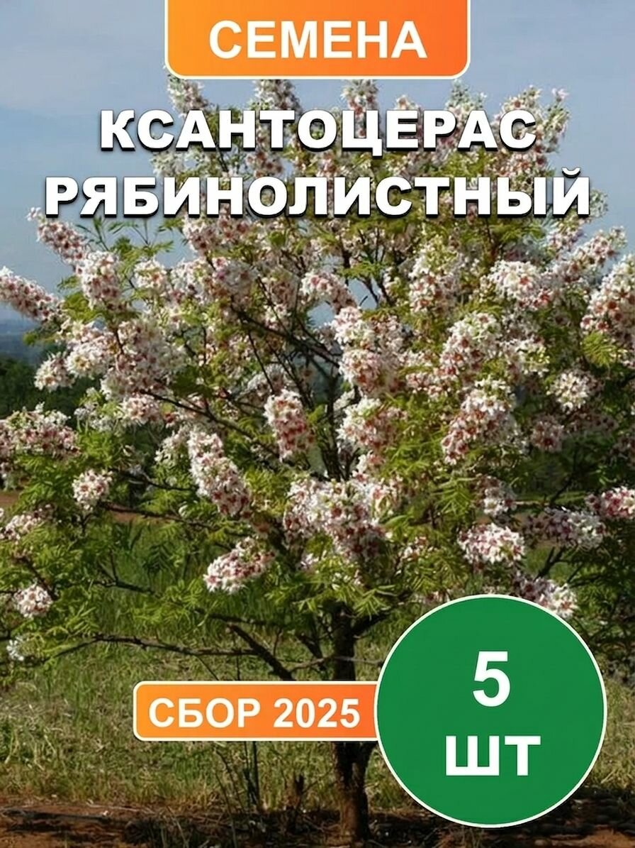 Орех Чекалкин, семена, 5шт