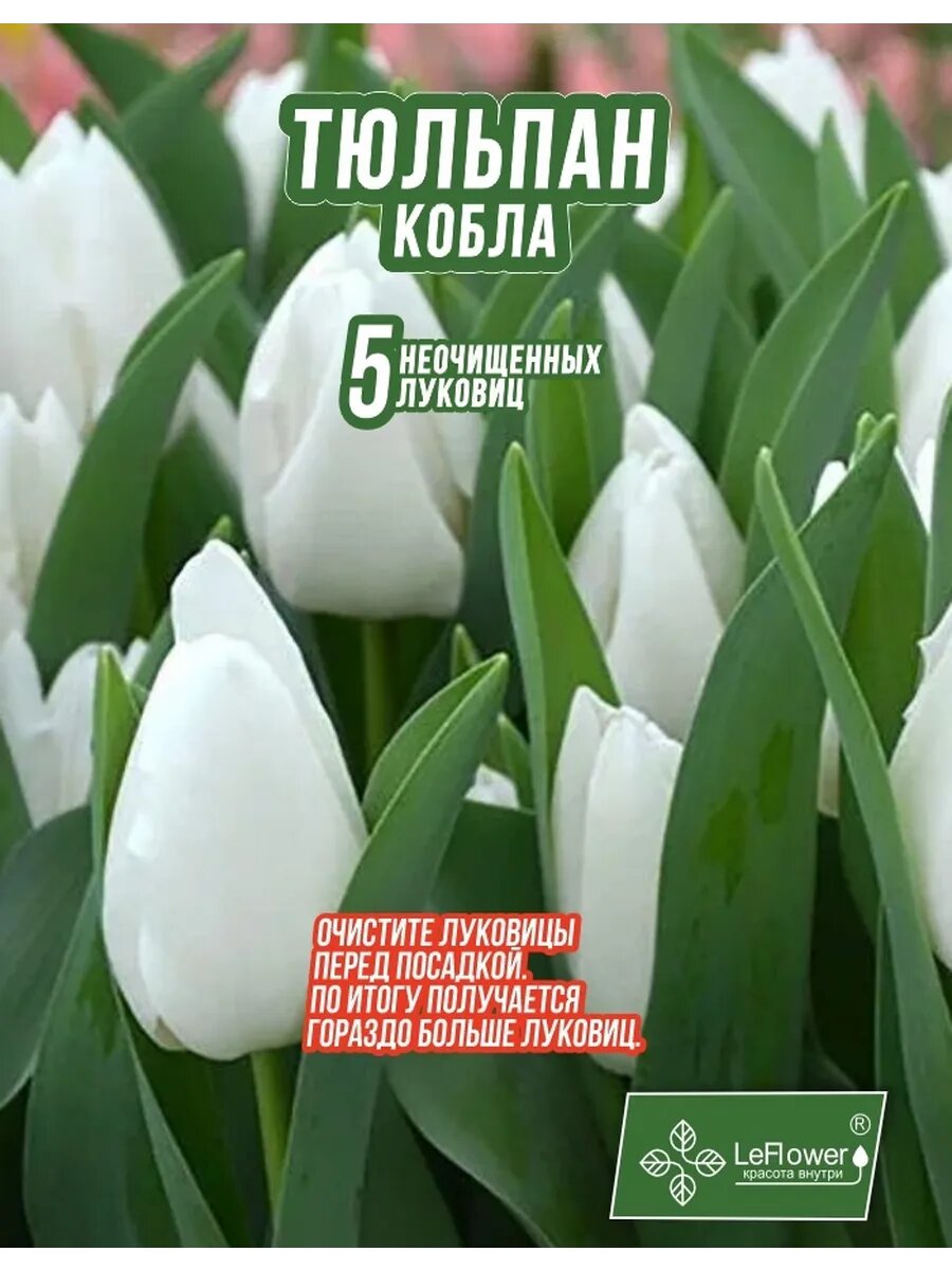 Тюльпан Луковица, Кобла, 5шт