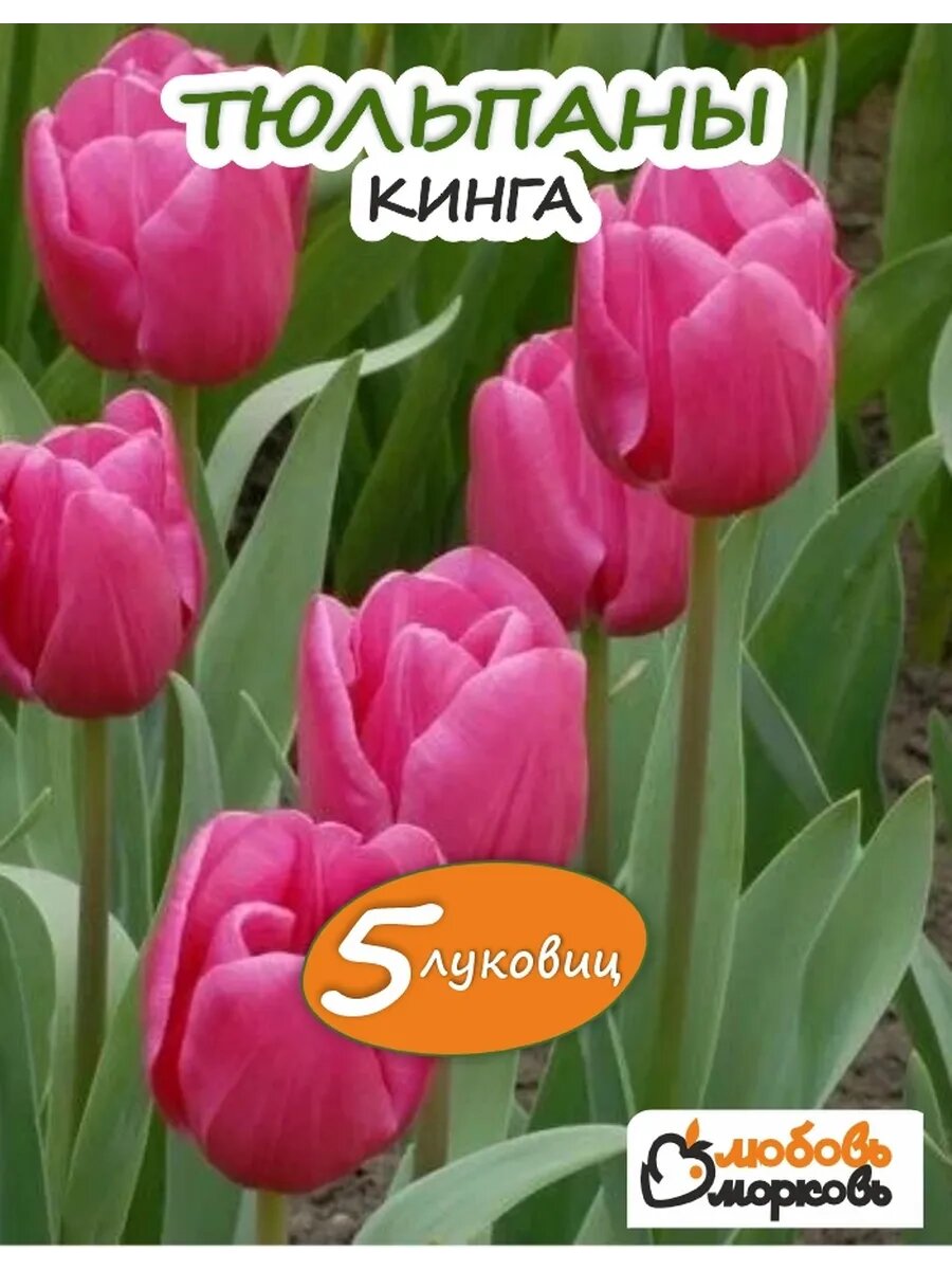 Тюльпан Луковица, Кинга, 5 шт