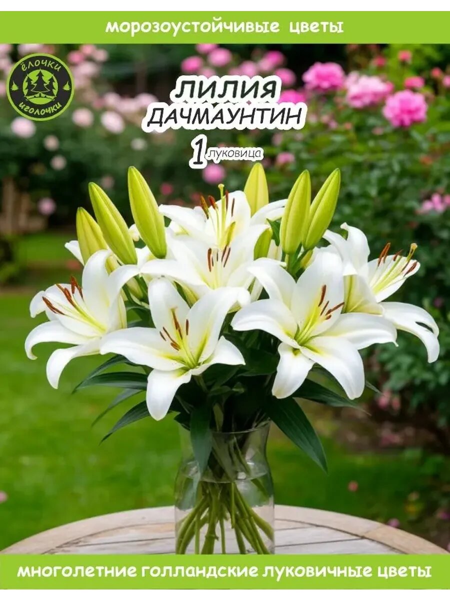Лилия Луковица, Дач маунтин, многолетнее растение, упаковка 1 шт