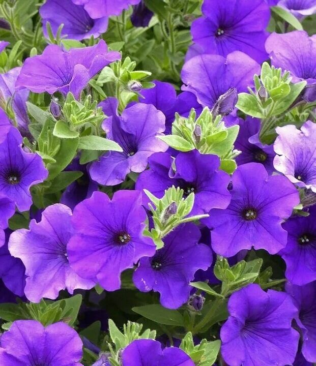 Сурфиния Гиант Блу, петуния ампельная, 2 укор. черенка