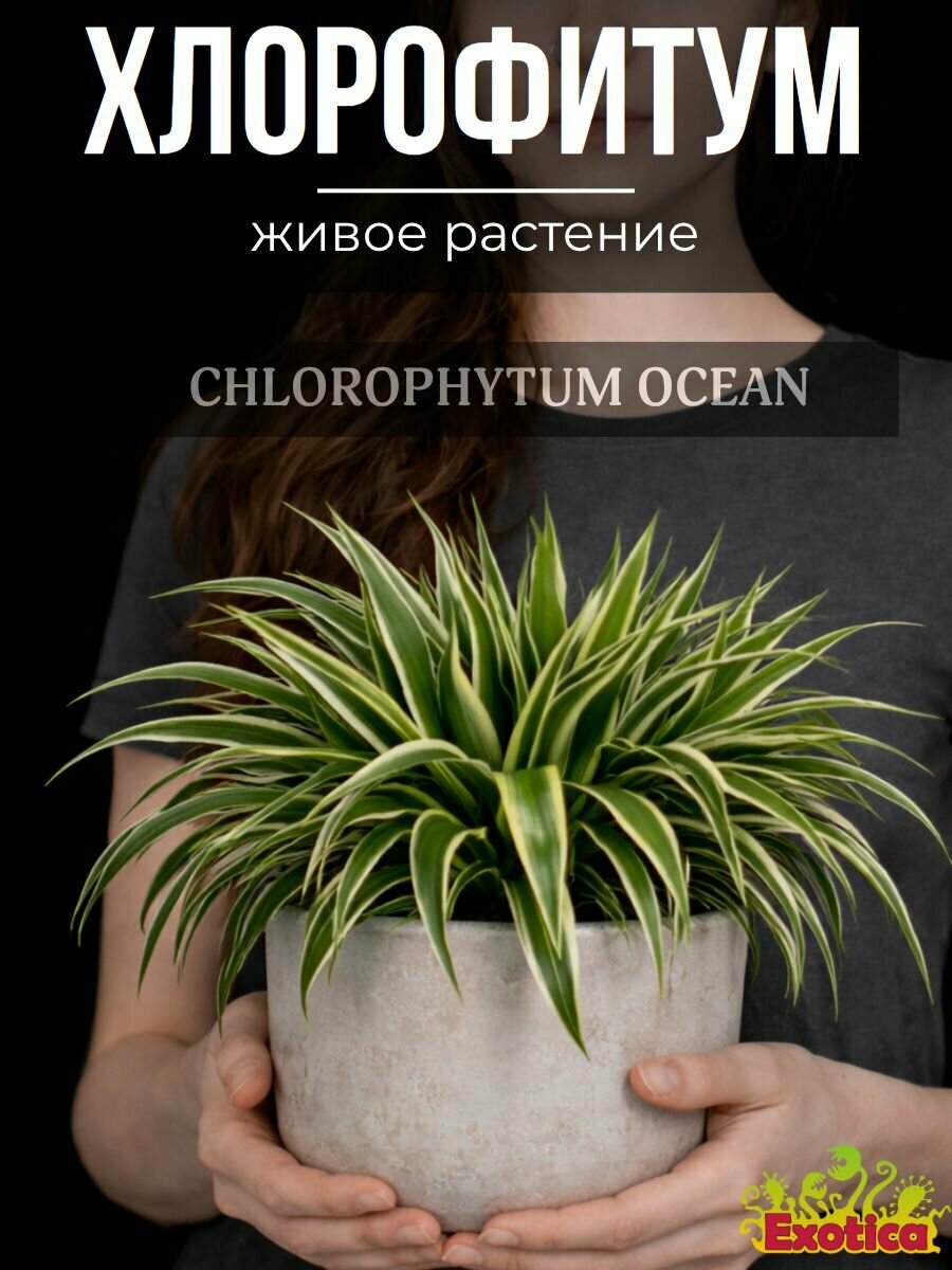 Хлорофитум Океан (Chlorophytum Ocean) D7см, живой цветок