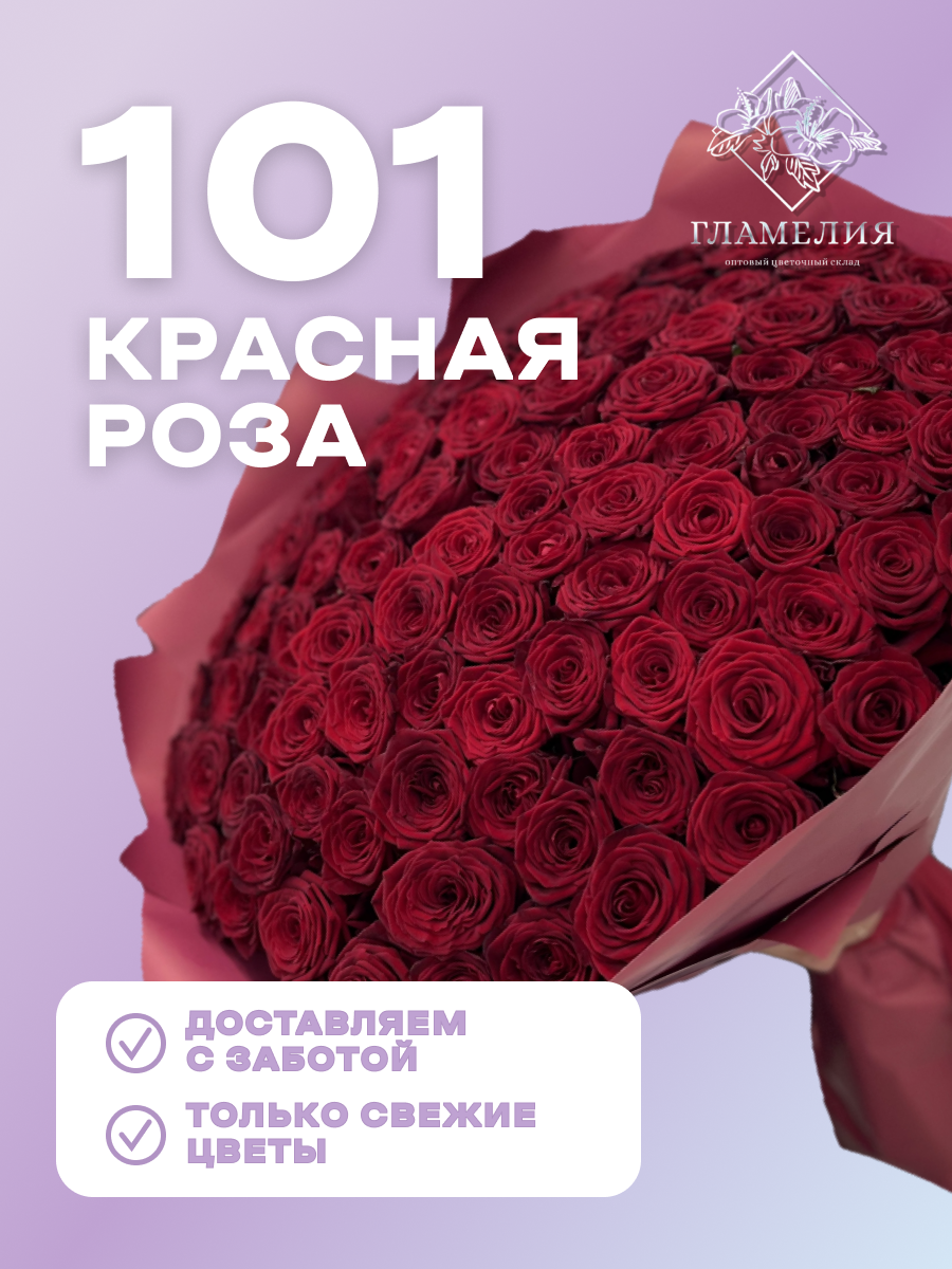 Гламелия цветы «Королевский бархат»: 101 роза Red Naomi в пленке – купить свежие цветы с доставкой в Москве